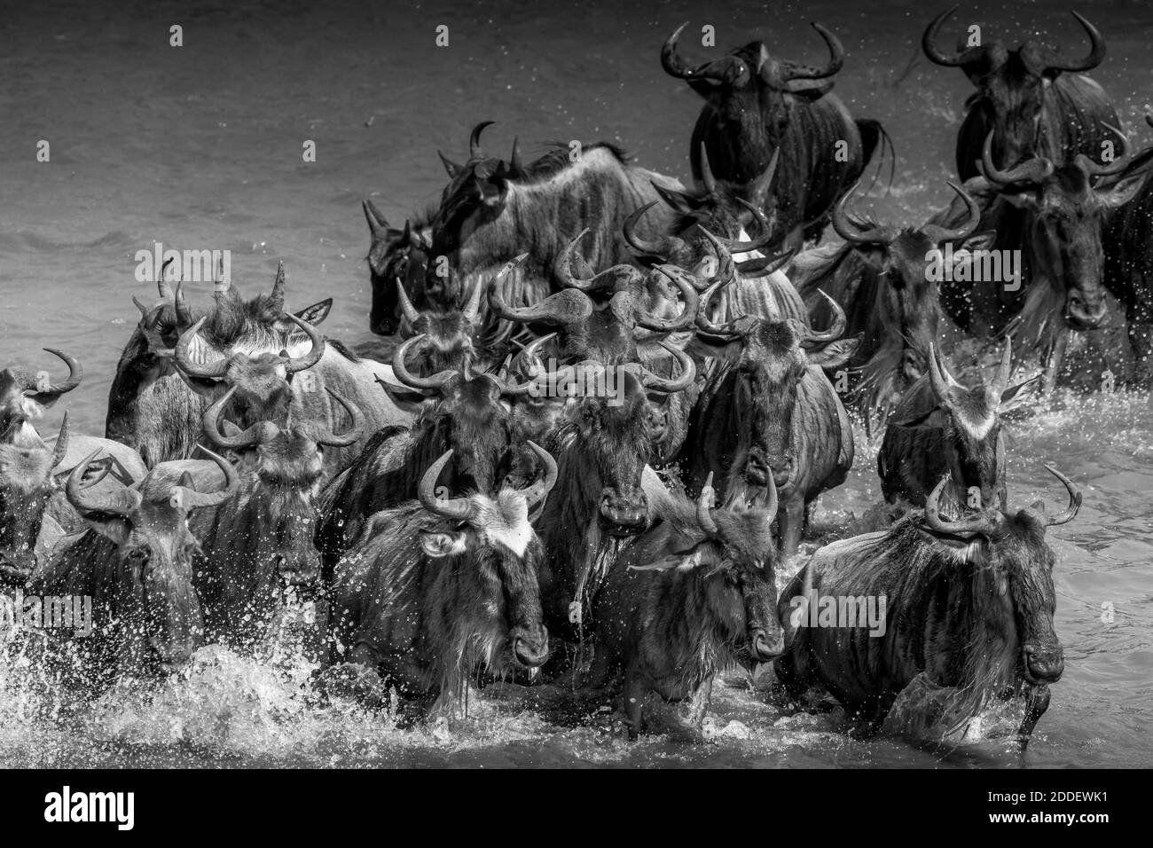 Gnu crossing the Mara River - Tanzania Stock Photo - Alamy