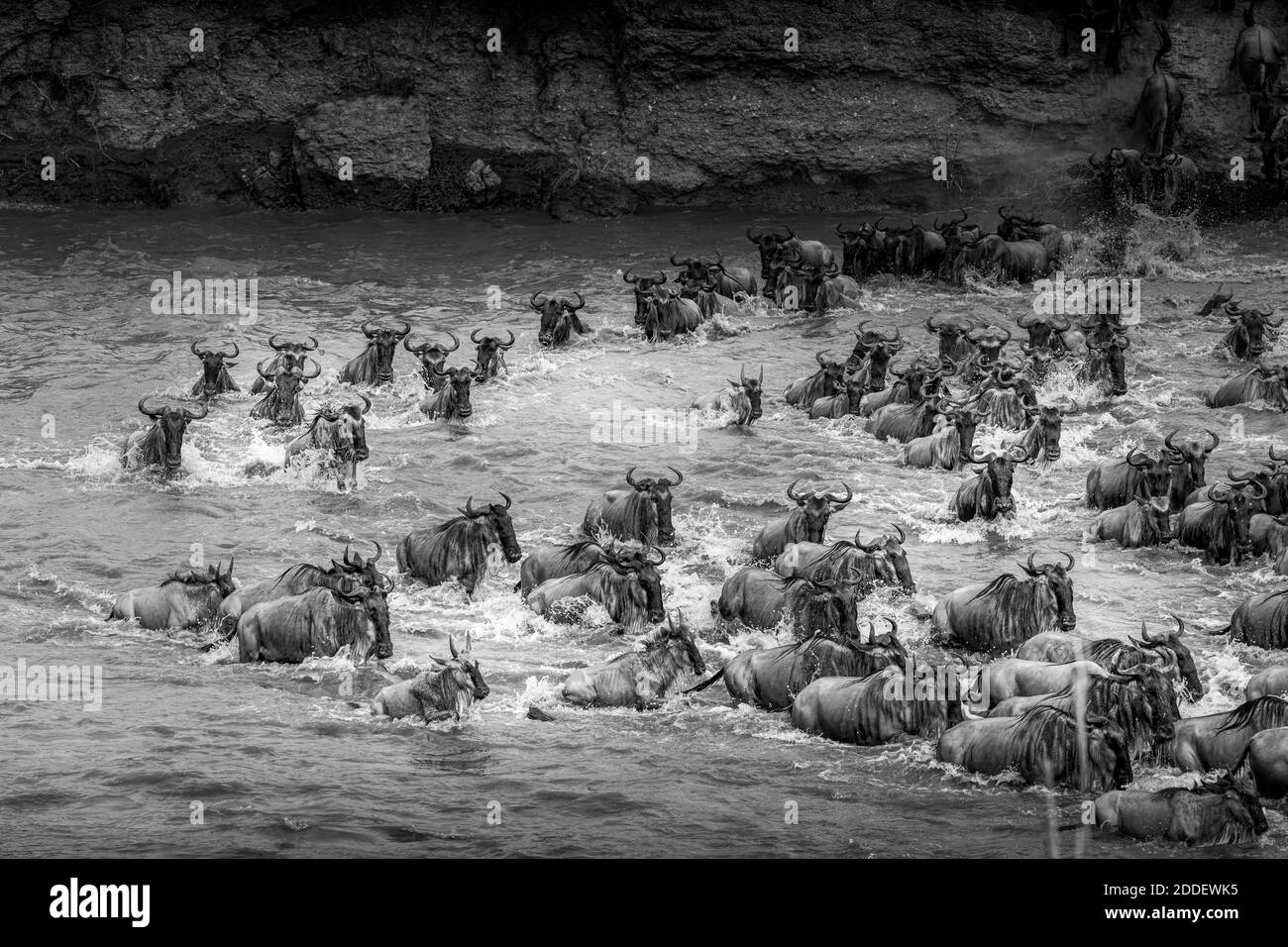 Gnu crossing the Mara River - Tanzania Stock Photo - Alamy