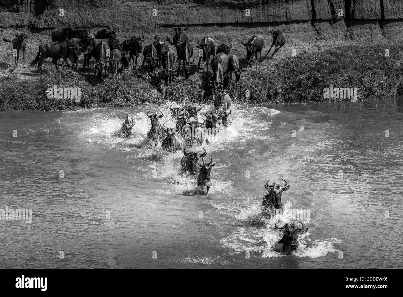 Gnu crossing the Mara River - Tanzania Stock Photo - Alamy