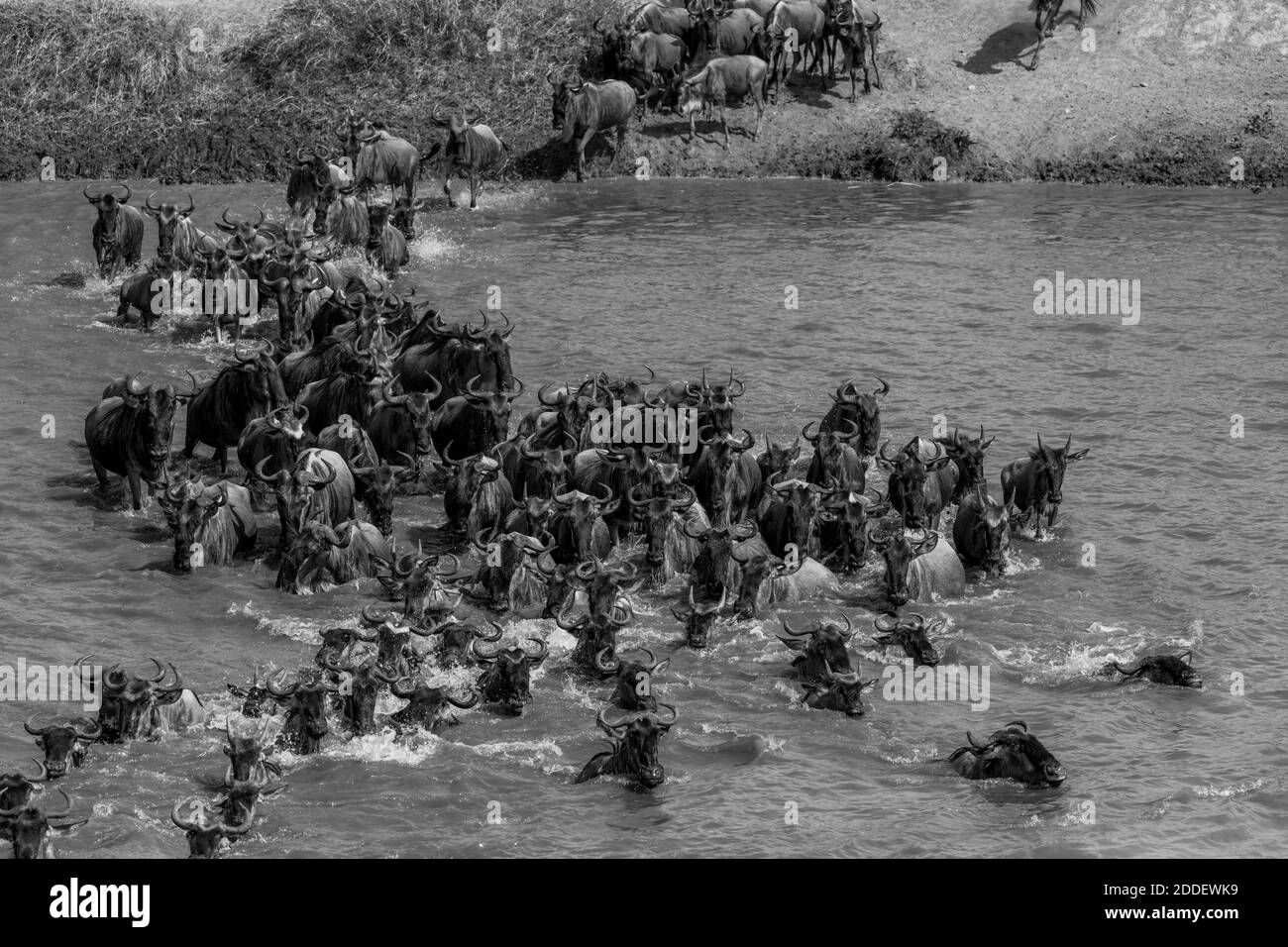 Gnu crossing the Mara River - Tanzania Stock Photo - Alamy