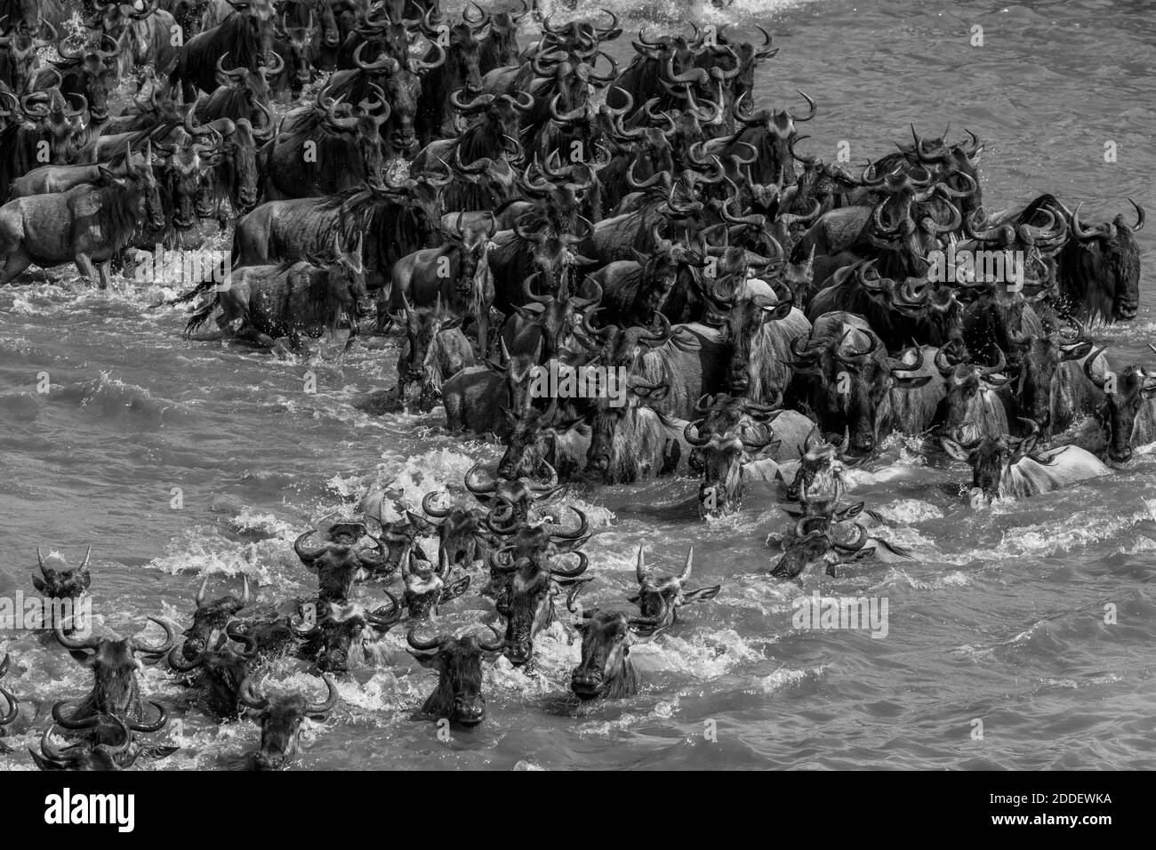 Gnu crossing the Mara River - Tanzania Stock Photo - Alamy