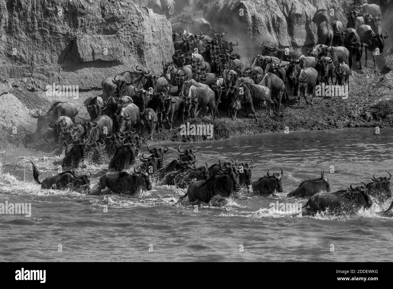 Gnu crossing the Mara River - Tanzania Stock Photo - Alamy