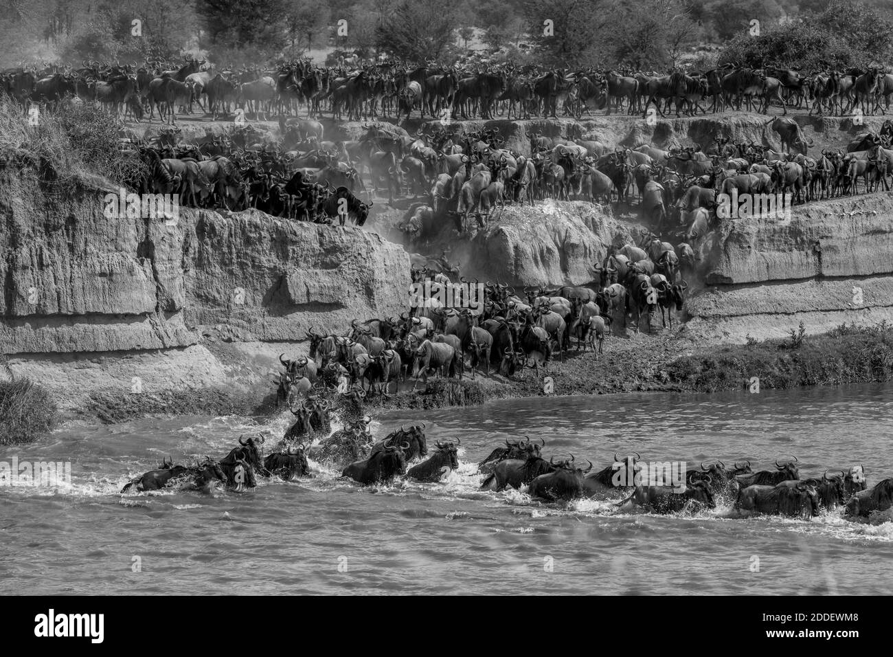 Gnu crossing the Mara River - Tanzania Stock Photo - Alamy