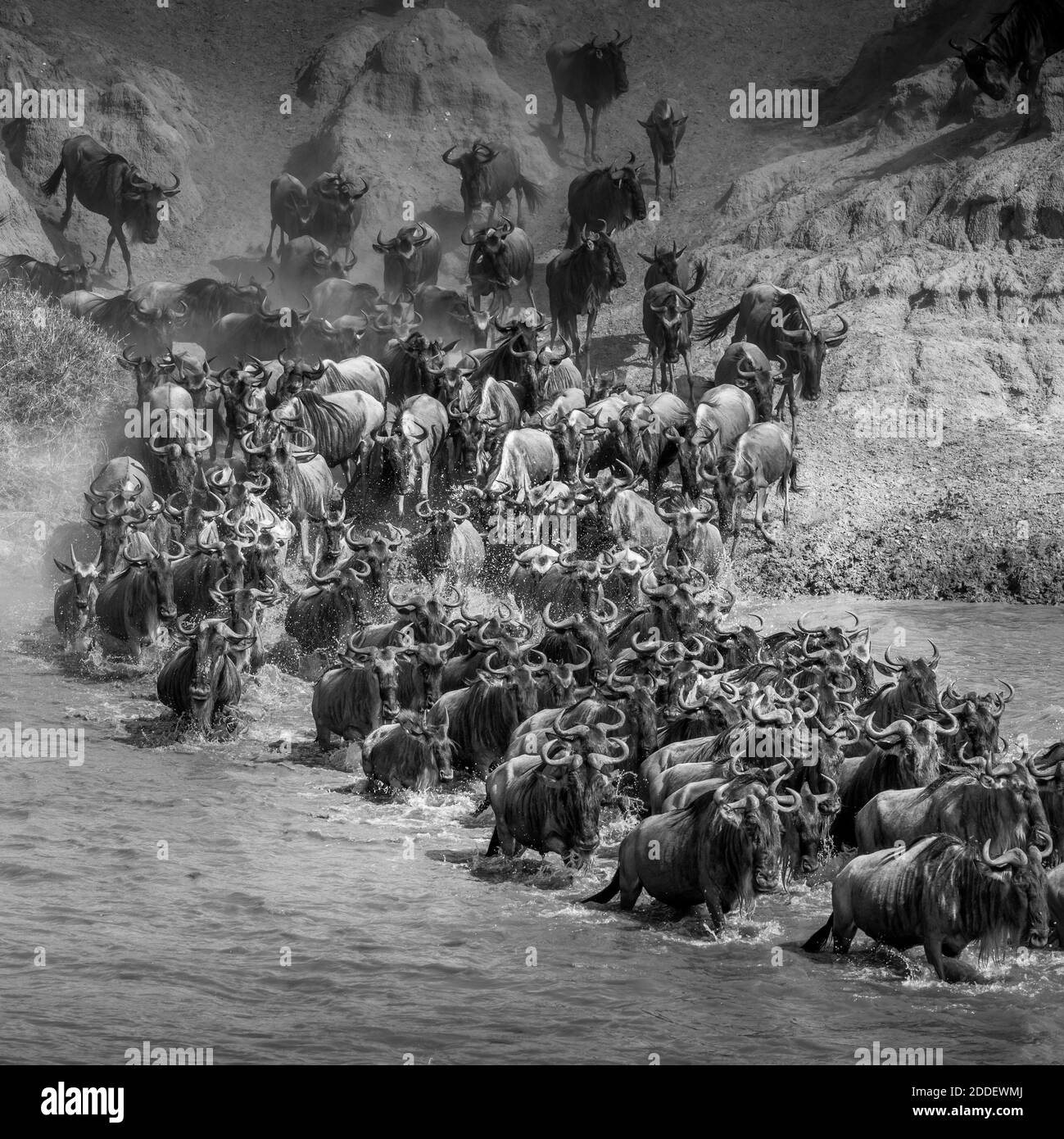 Gnu crossing the Mara River - Tanzania Stock Photo - Alamy