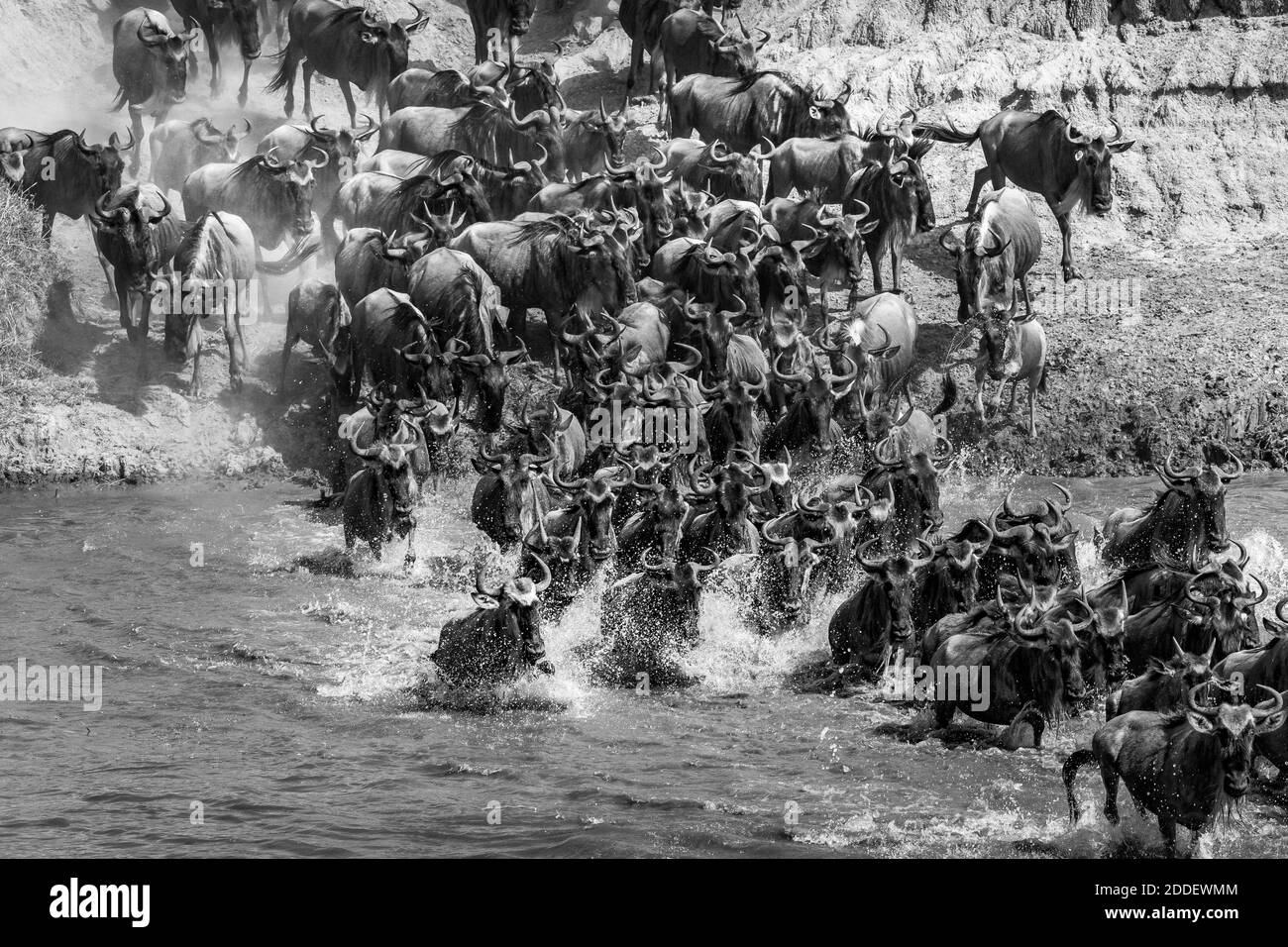 Gnu crossing the Mara River - Tanzania Stock Photo - Alamy