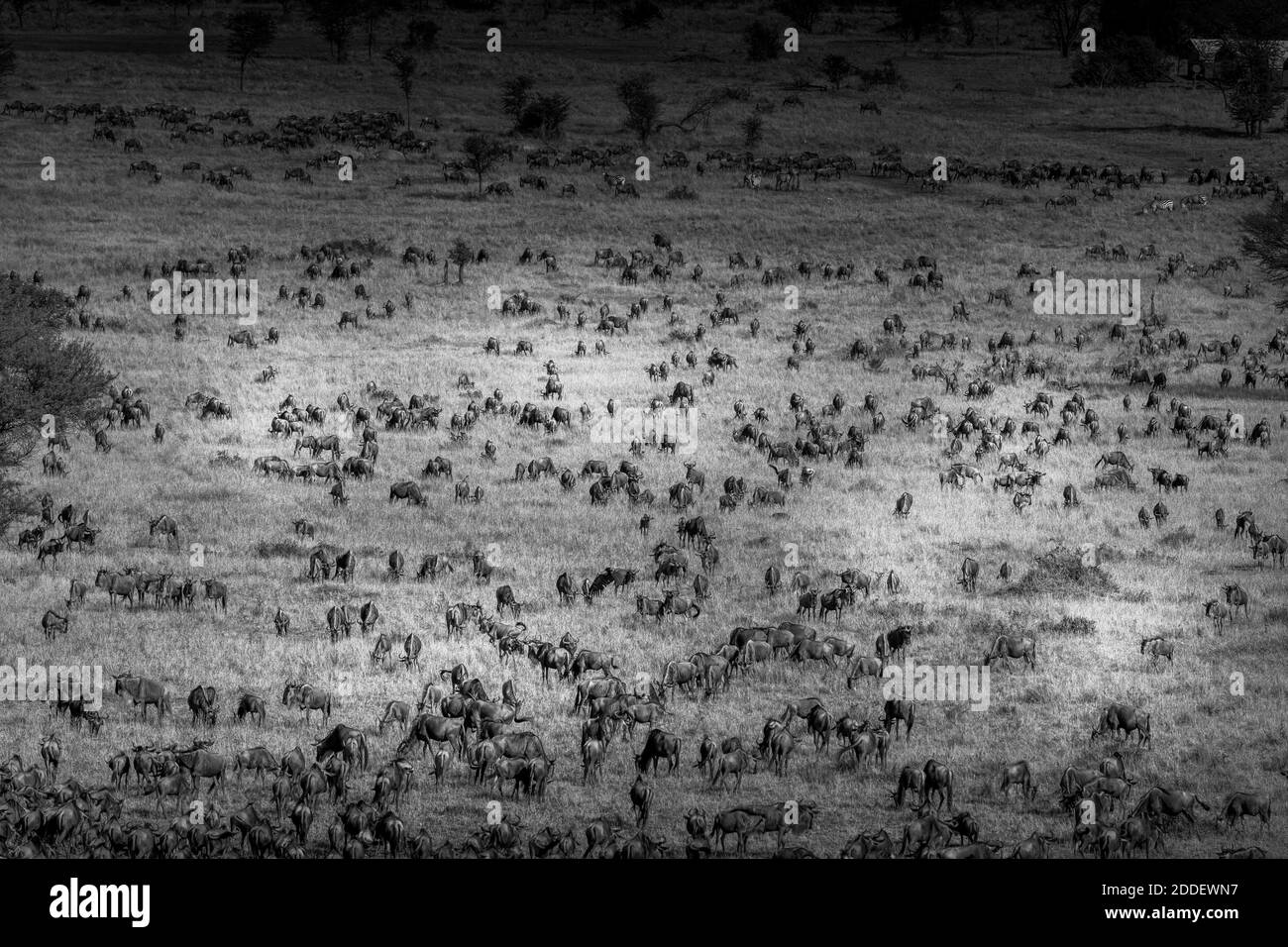 Serengeti zebra migration not mara hi-res stock photography and images ...