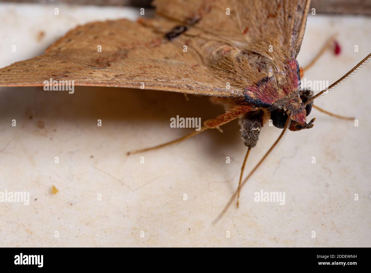 Brazilian yellow Moth of the Species Azeta ceramina Stock Photo - Alamy