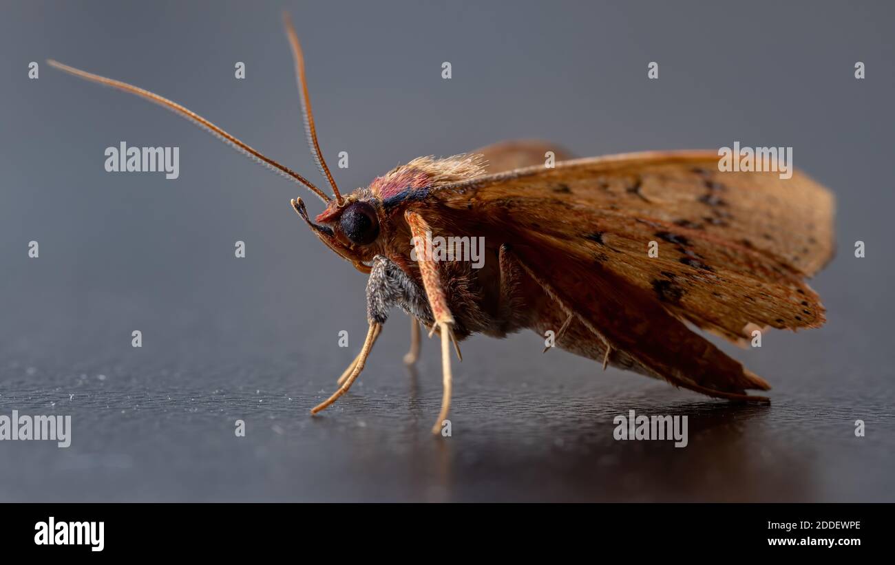 Brazilian moths hi-res stock photography and images - Alamy