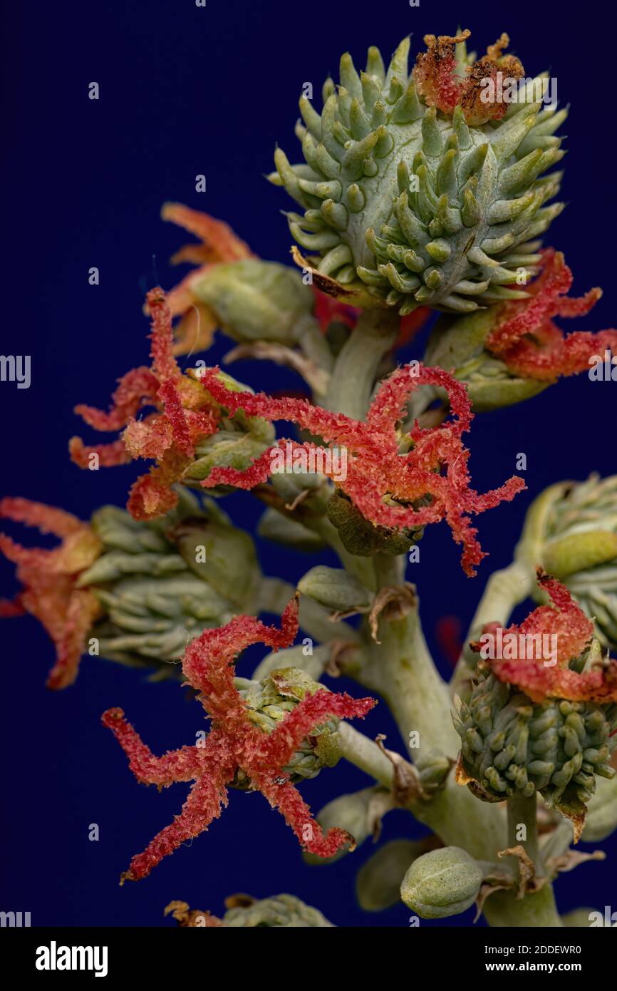 Brazilian Mamona of the species Ricinus communis Stock Photo - Alamy