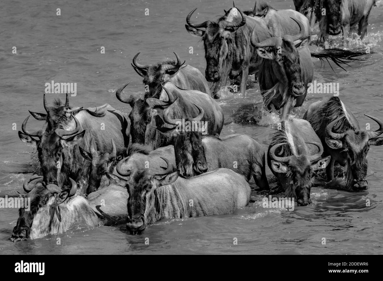 Gnu crossing the Mara River - Tanzania Stock Photo - Alamy