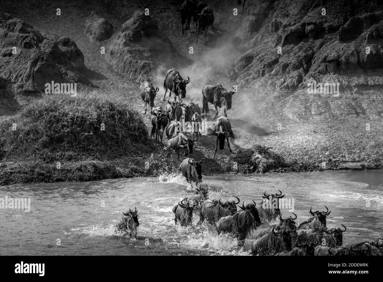 Gnu crossing the Mara River - Tanzania Stock Photo - Alamy
