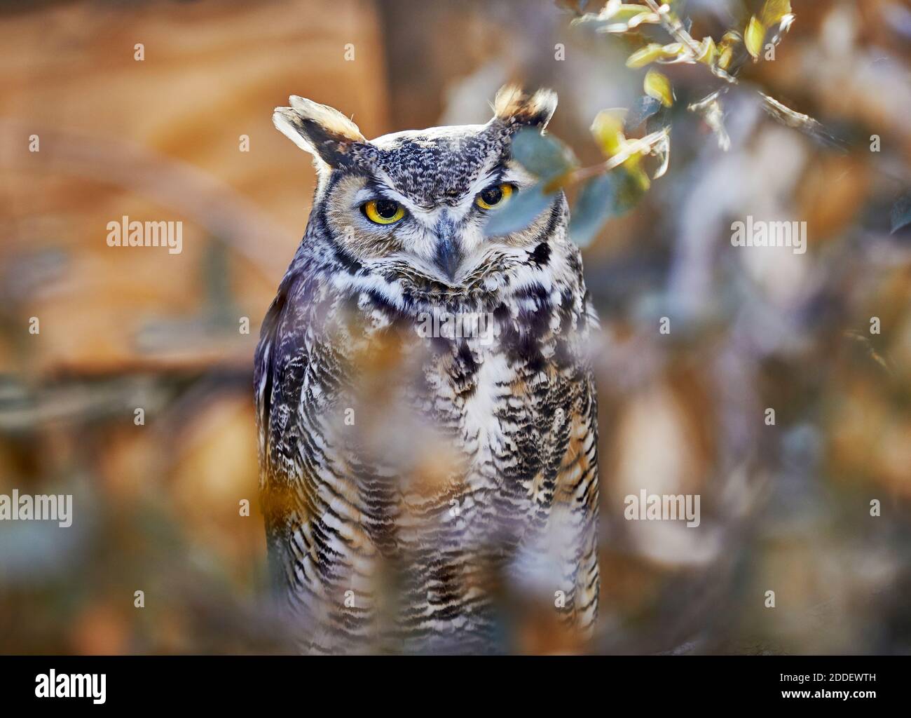 Great Horned Owl sitting on a branch inside a bush with shallow depth ...