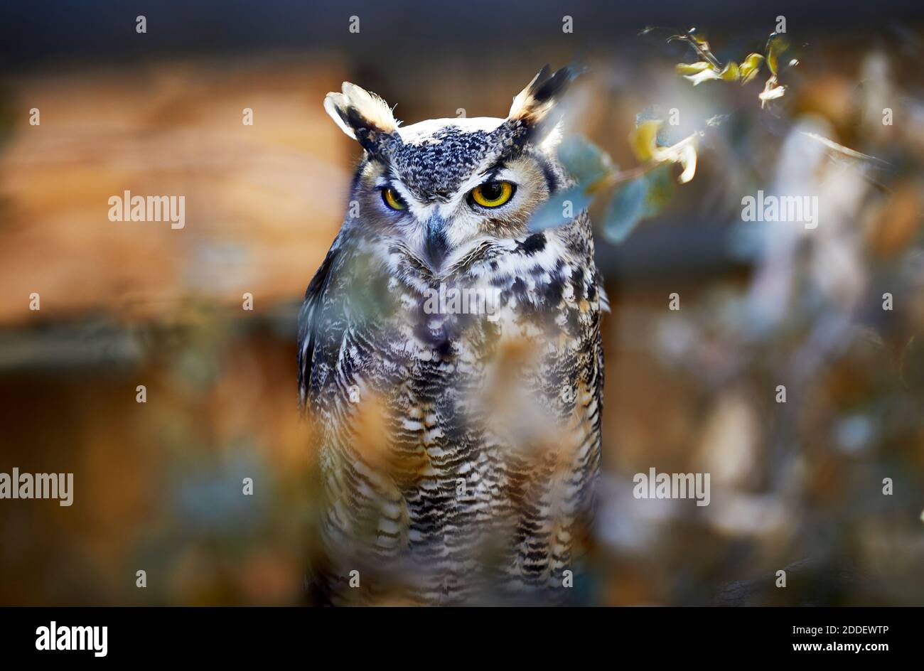 Great Horned Owl sitting on a branch inside a bush with shallow depth ...