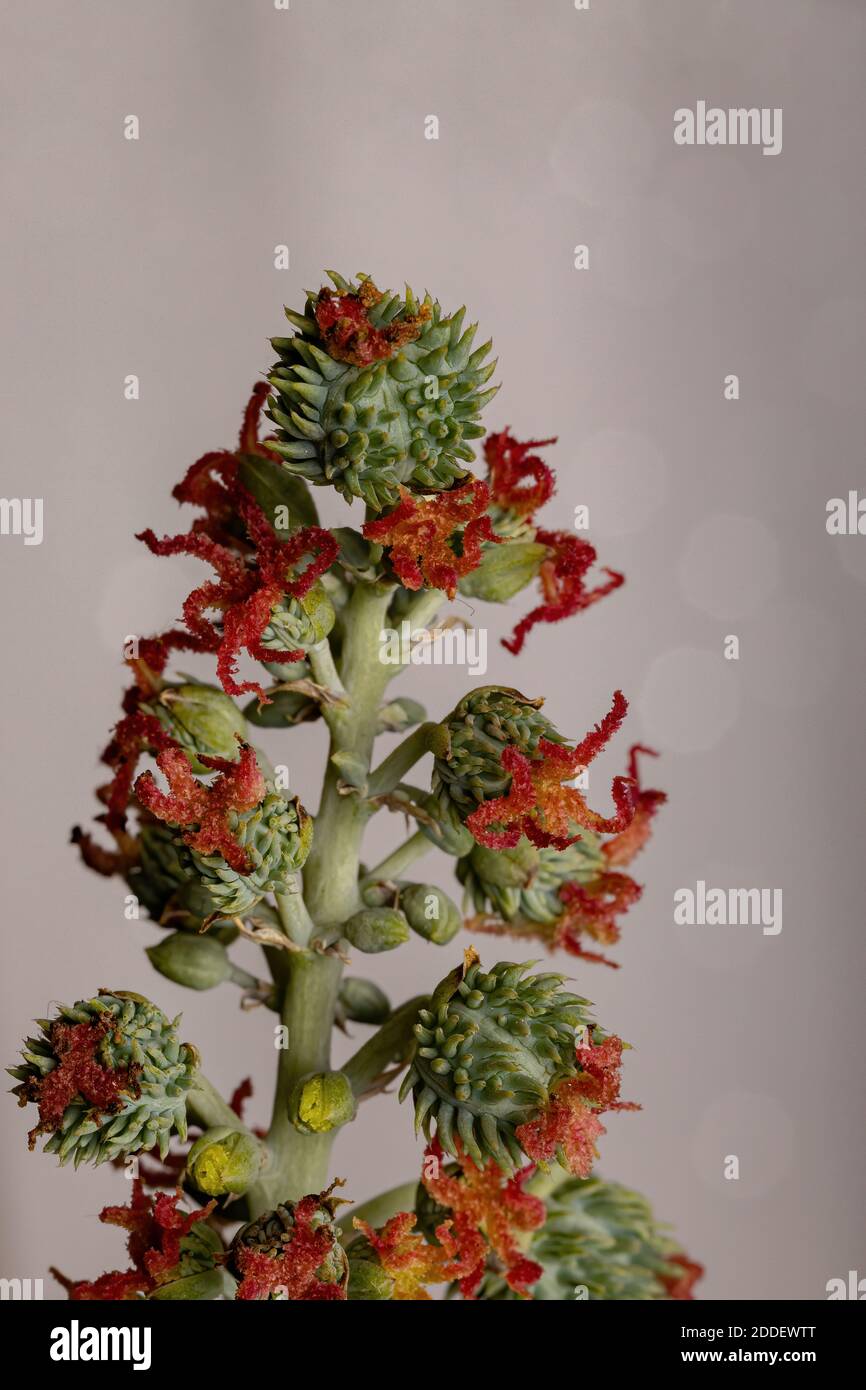 Brazilian Mamona of the species Ricinus communis Stock Photo - Alamy