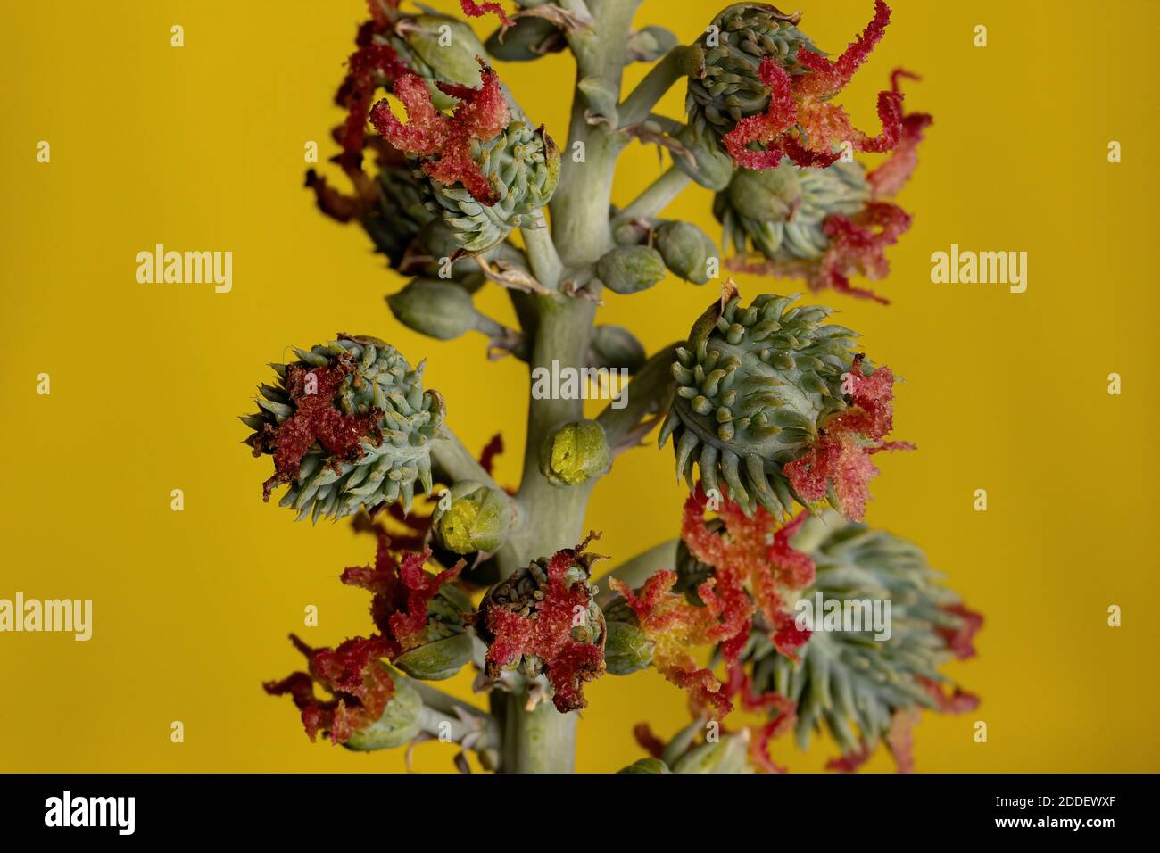 Brazilian Mamona of the species Ricinus communis Stock Photo - Alamy