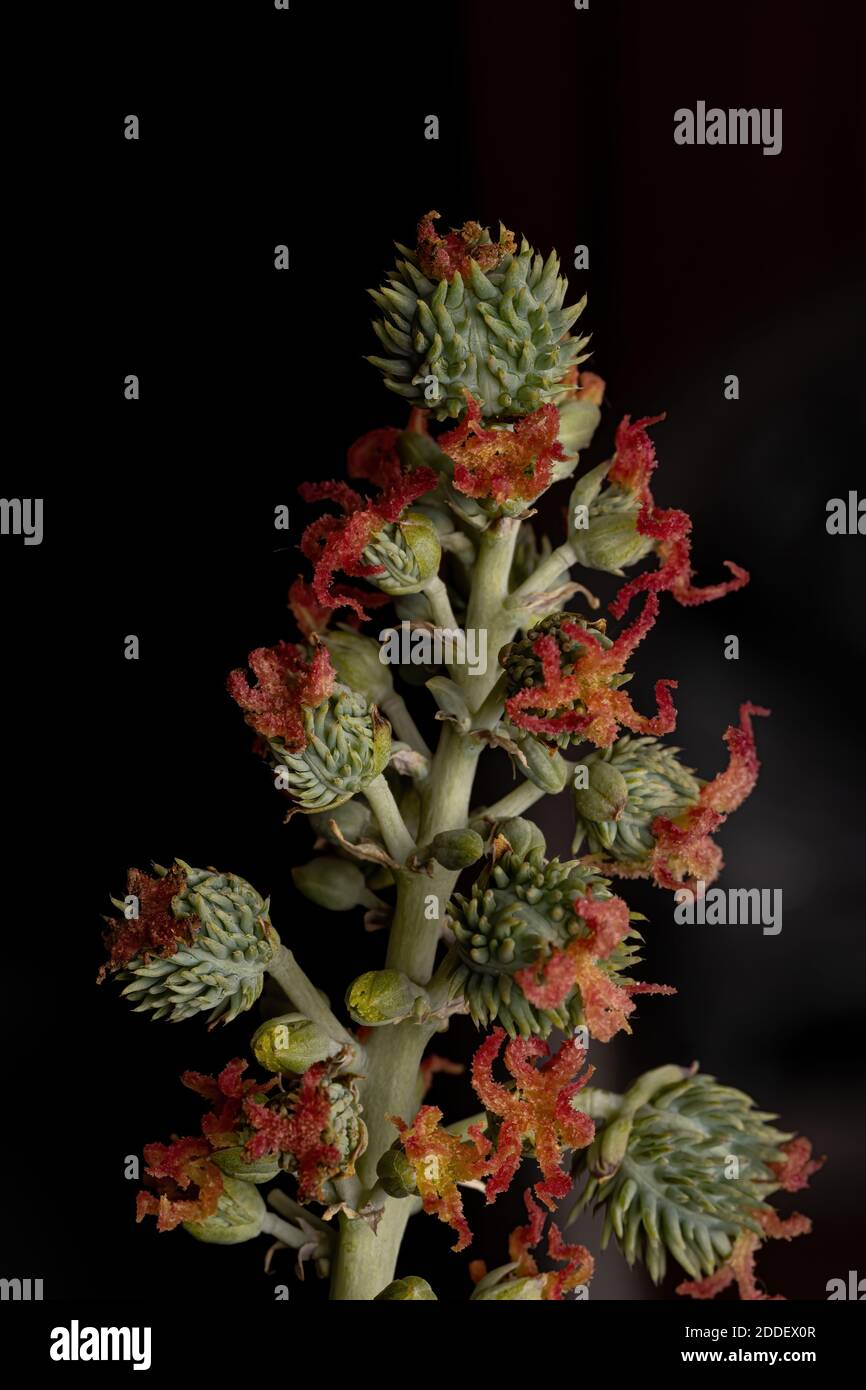 Brazilian Mamona of the species Ricinus communis Stock Photo - Alamy