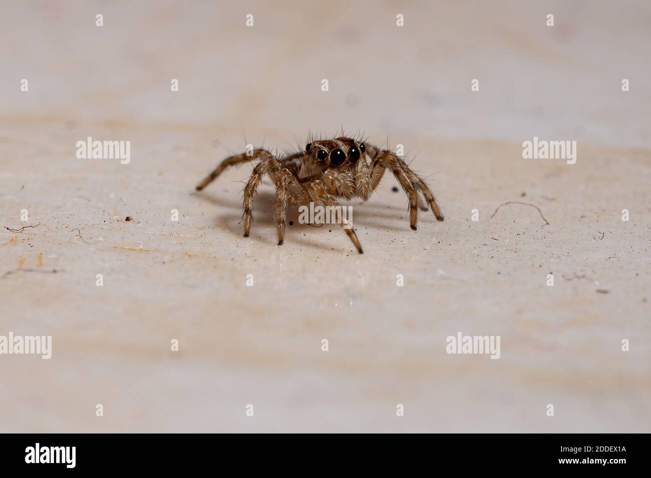Pantropical Jumping Spider of the species Plexippus paykulli Stock ...