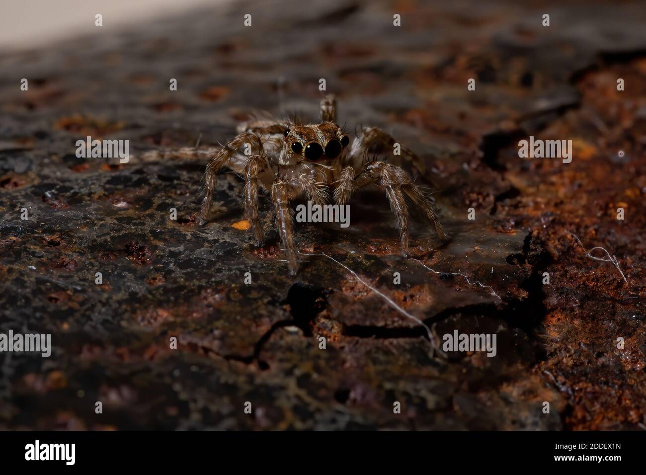 Pantropical Jumping Spider of the species Plexippus paykulli Stock ...