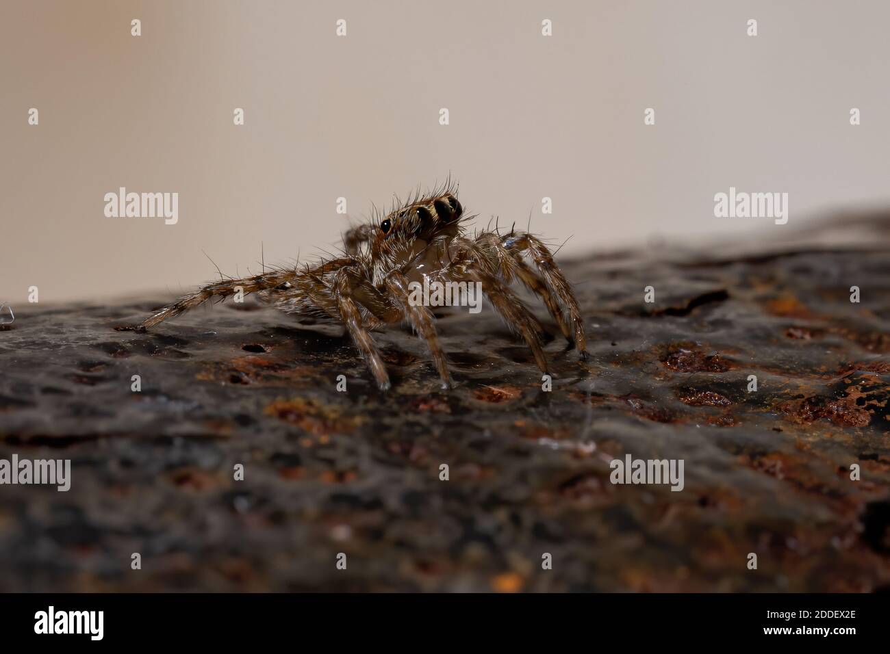 Pantropical Jumping Spider of the species Plexippus paykulli Stock ...