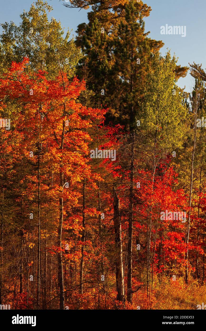 Maple trees in autumn, Superior National Forest, Lake County, Minnesota ...