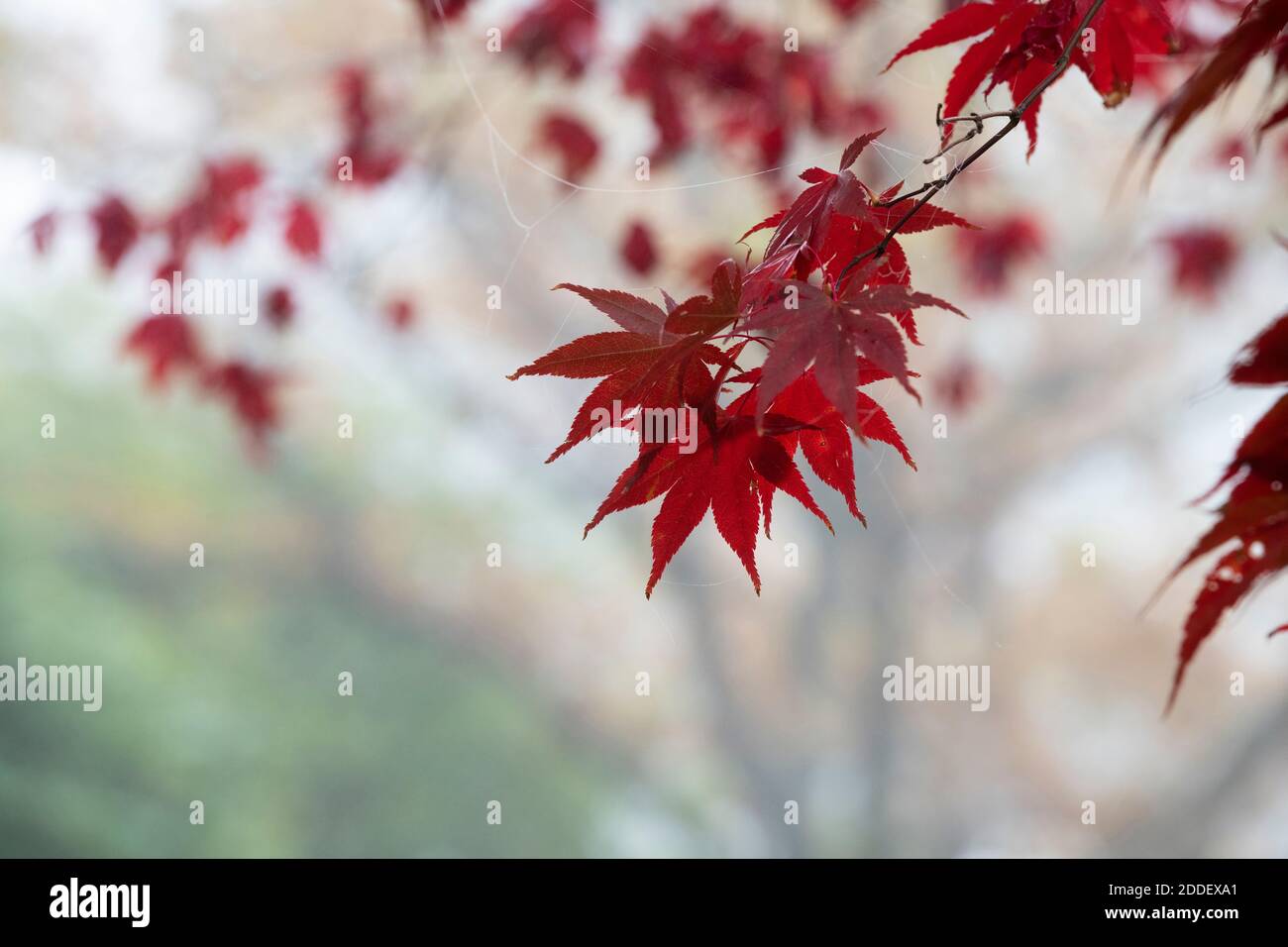 Acer palmatum ‘Oshio beni’. Oshio Beni Japanese Maple leaves in the ...