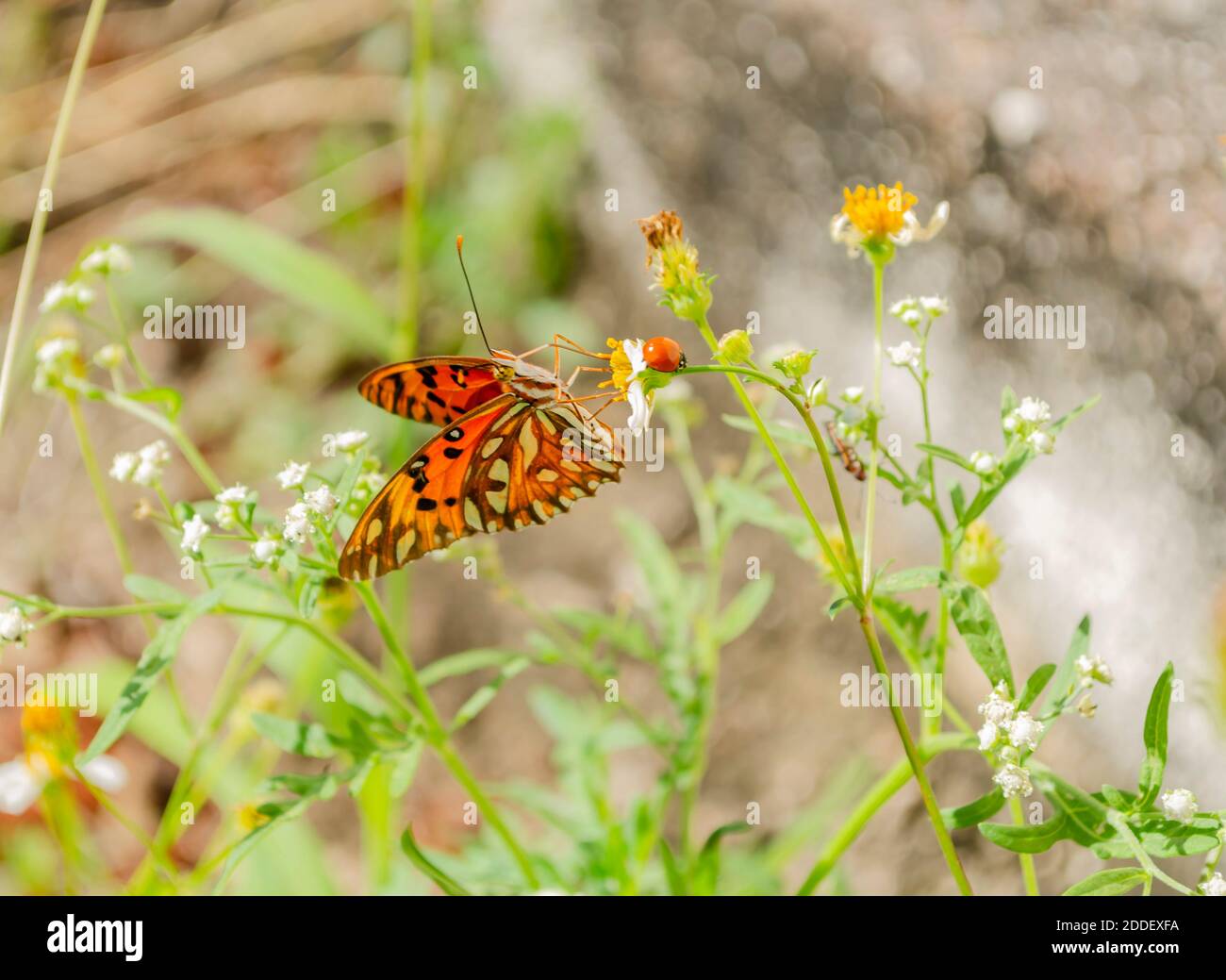 Butterfly needle hi-res stock photography and images - Alamy Butterfly needle hi-res stock photography and images - Alamy