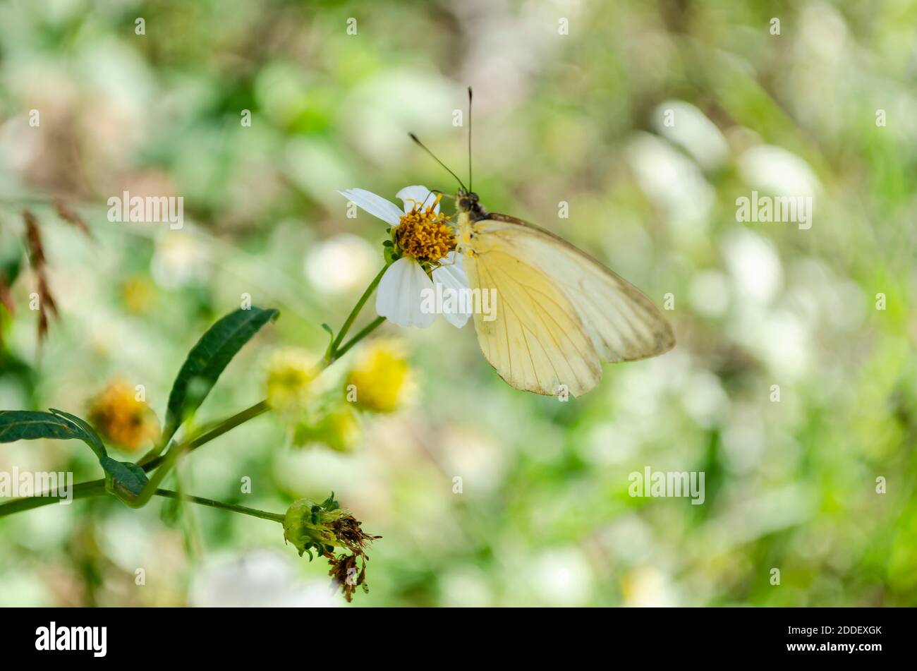 Butterfly needles hi-res stock photography and images - Alamy