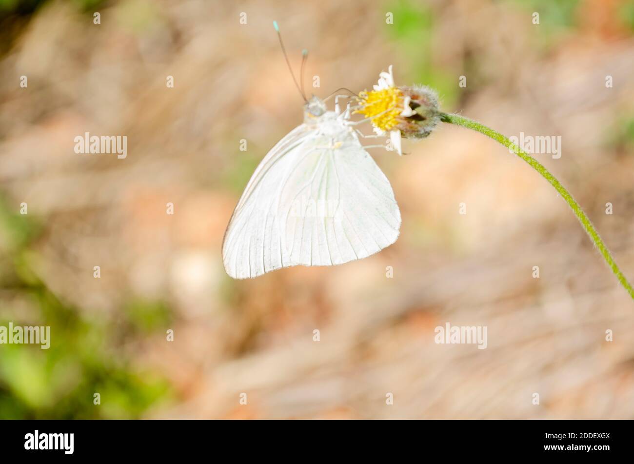 Great white southern butterfly hi-res stock photography and images - Alamy