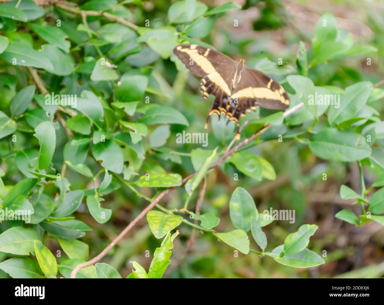 Swallowtail Butterfly In Flight Stock Photo - Alamy