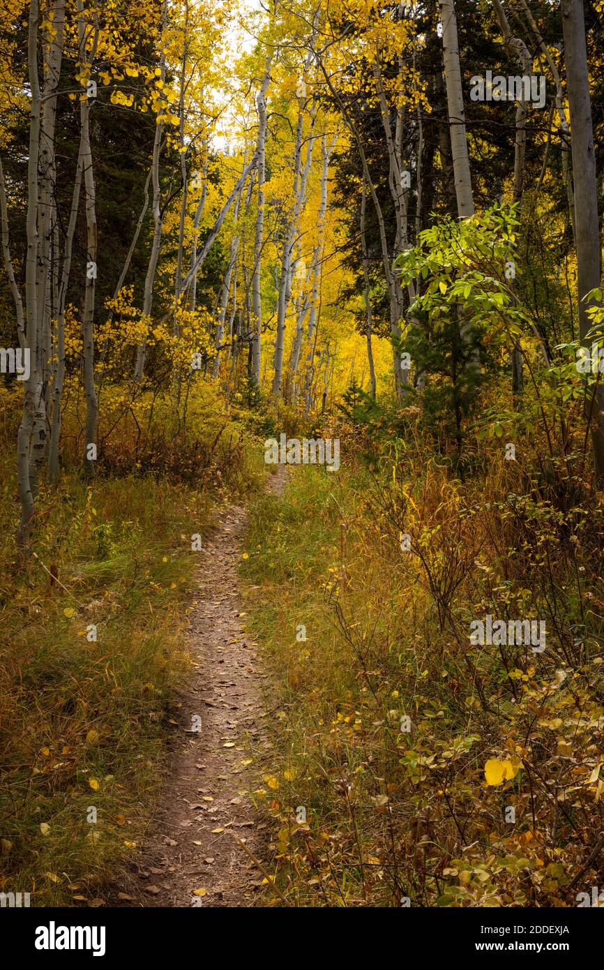 Hiking and biking trail through the Uinta National Forest in the fall ...