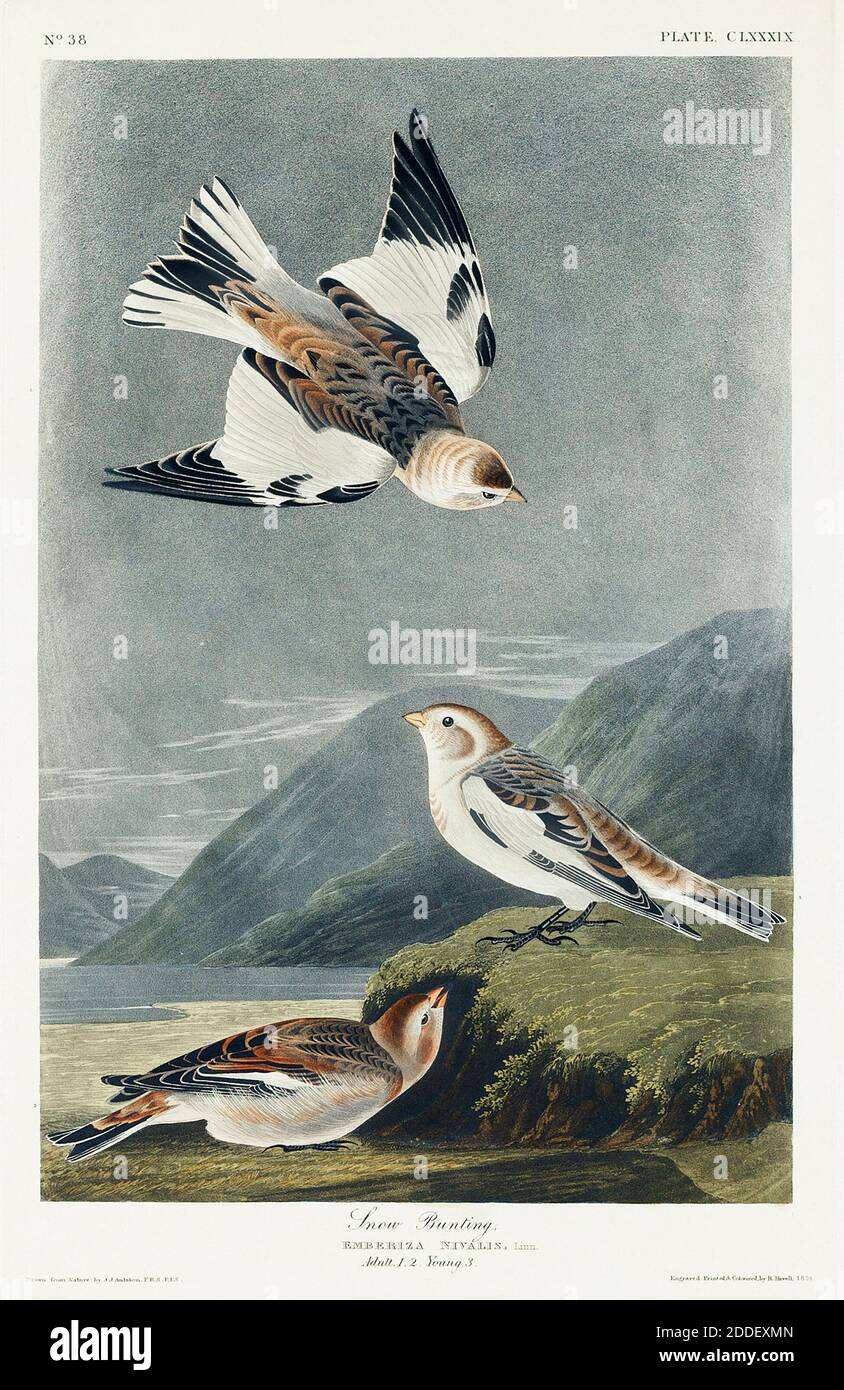 Printed bunting hi-res stock photography and images - Alamy