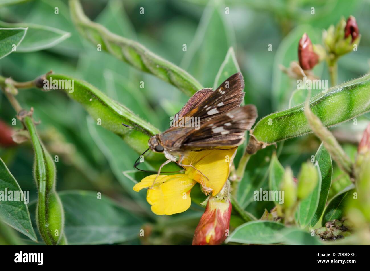 Cloudywing Butterfly On Pigeon Pea Blossom Stock Photo - Alamy