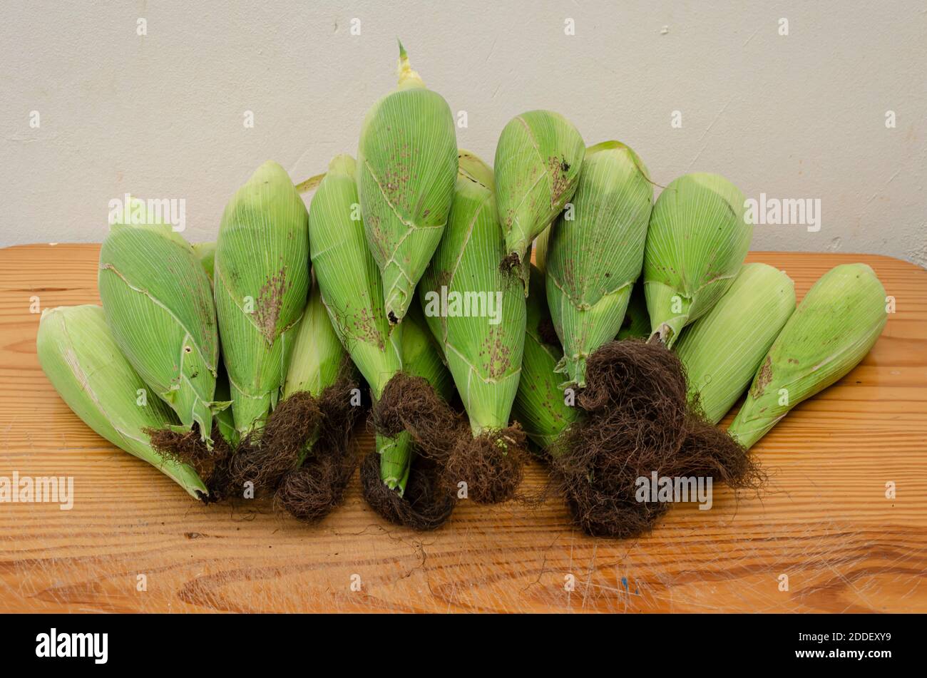 Corn stover hi-res stock photography and images - Alamy