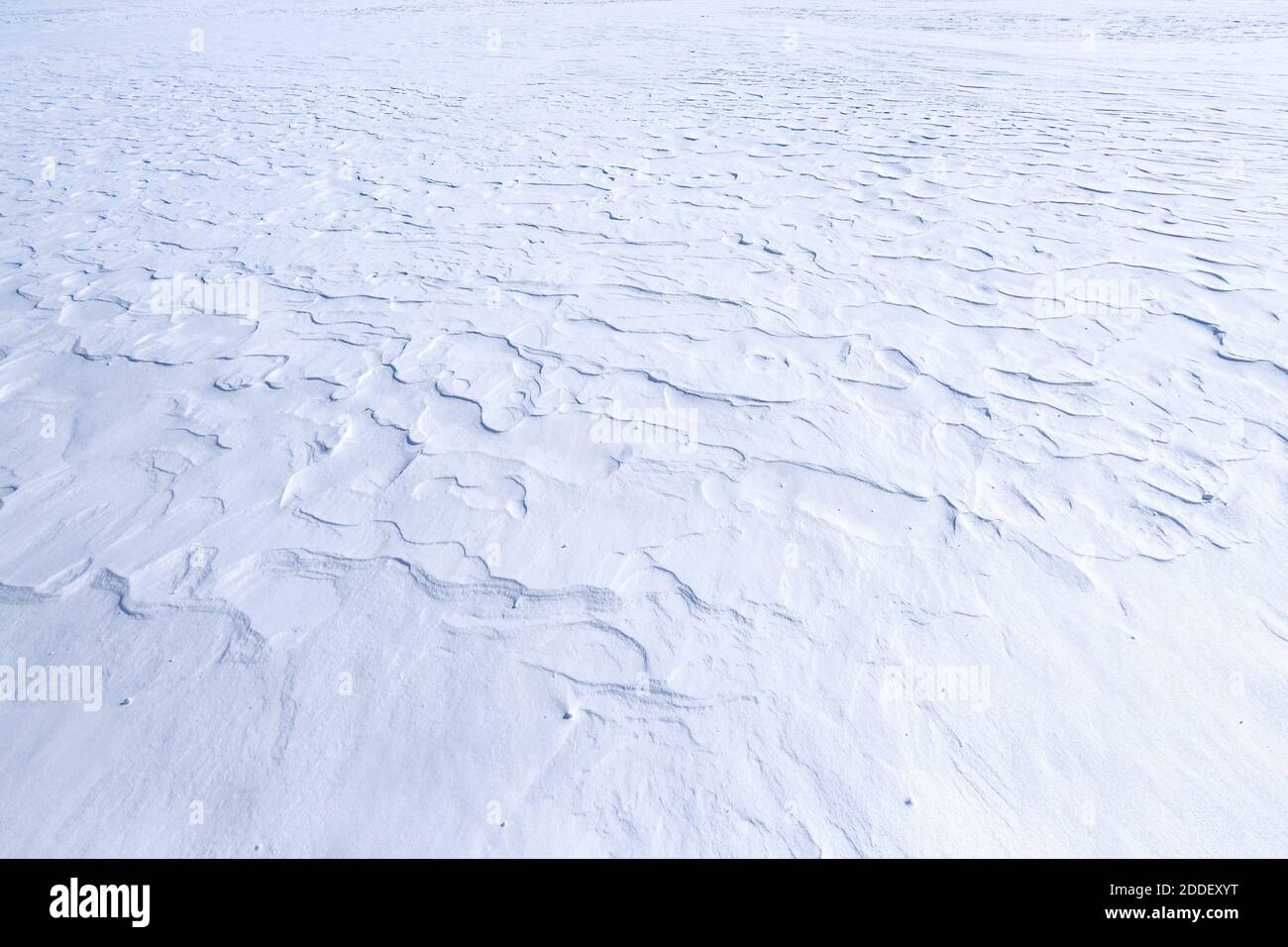 Background from snow shined with the sun. White snow texture Stock ...