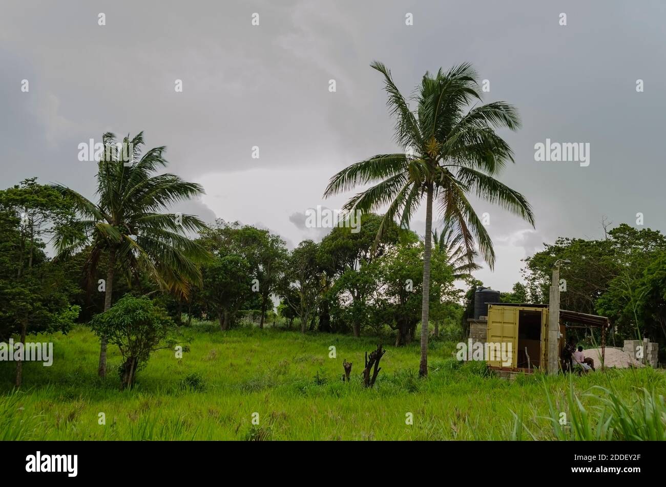 Landscape Of Guinea Grass Stock Photo - Alamy