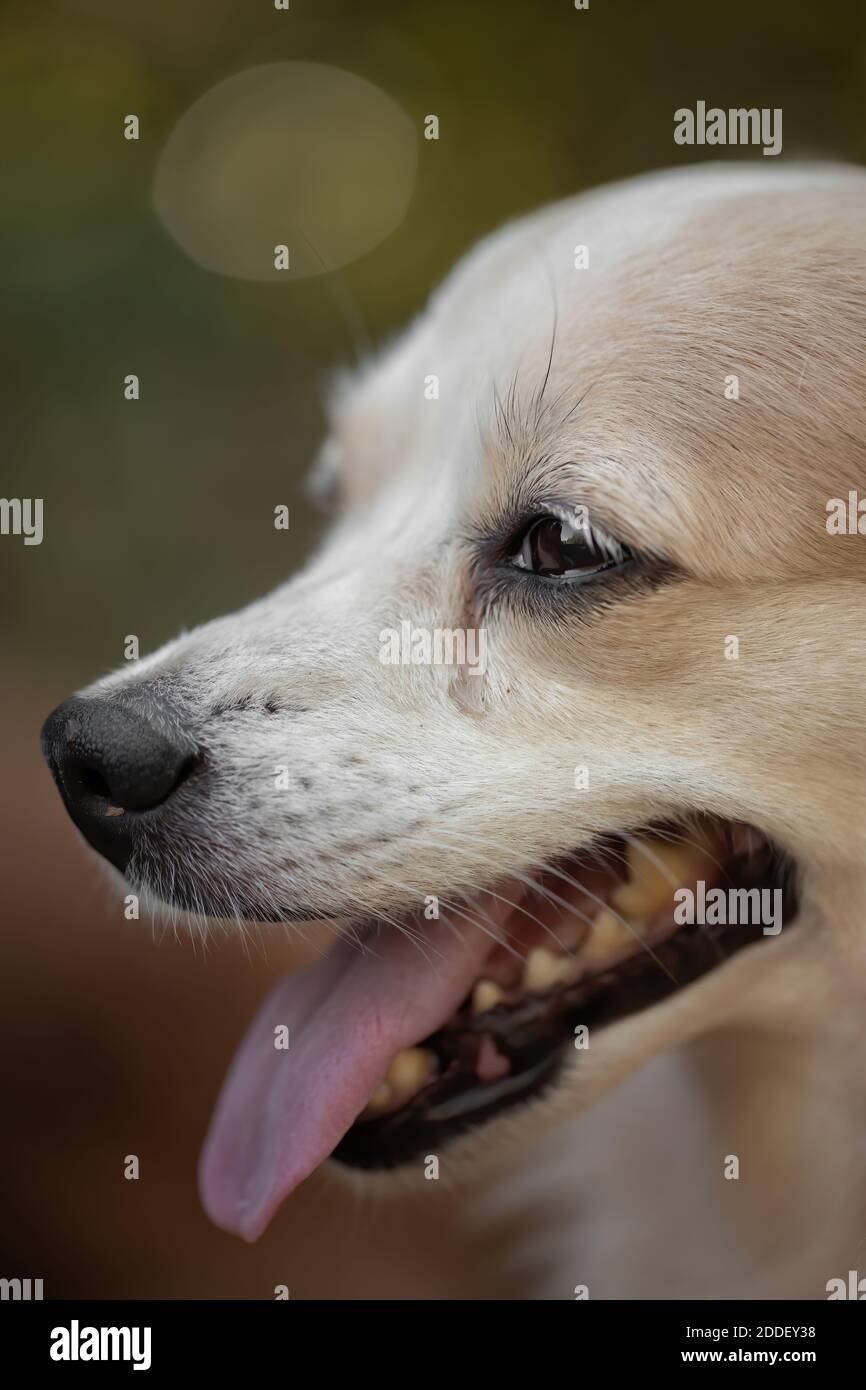 domestic dog face in close up Stock Photo - Alamy