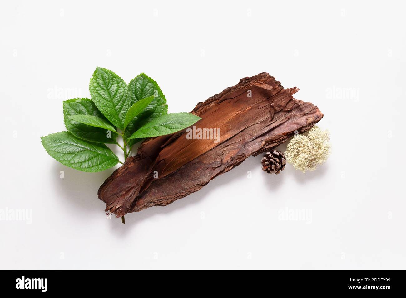 Tree bark branch hi-res stock photography and images - Alamy