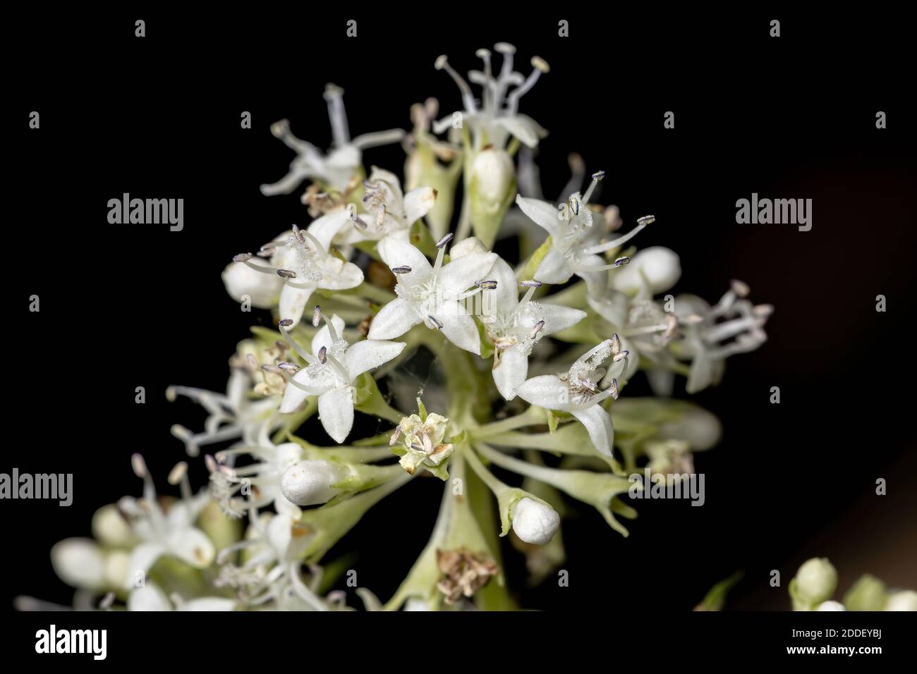 Dicot Flower of the Class Magnoliopsida Stock Photo - Alamy