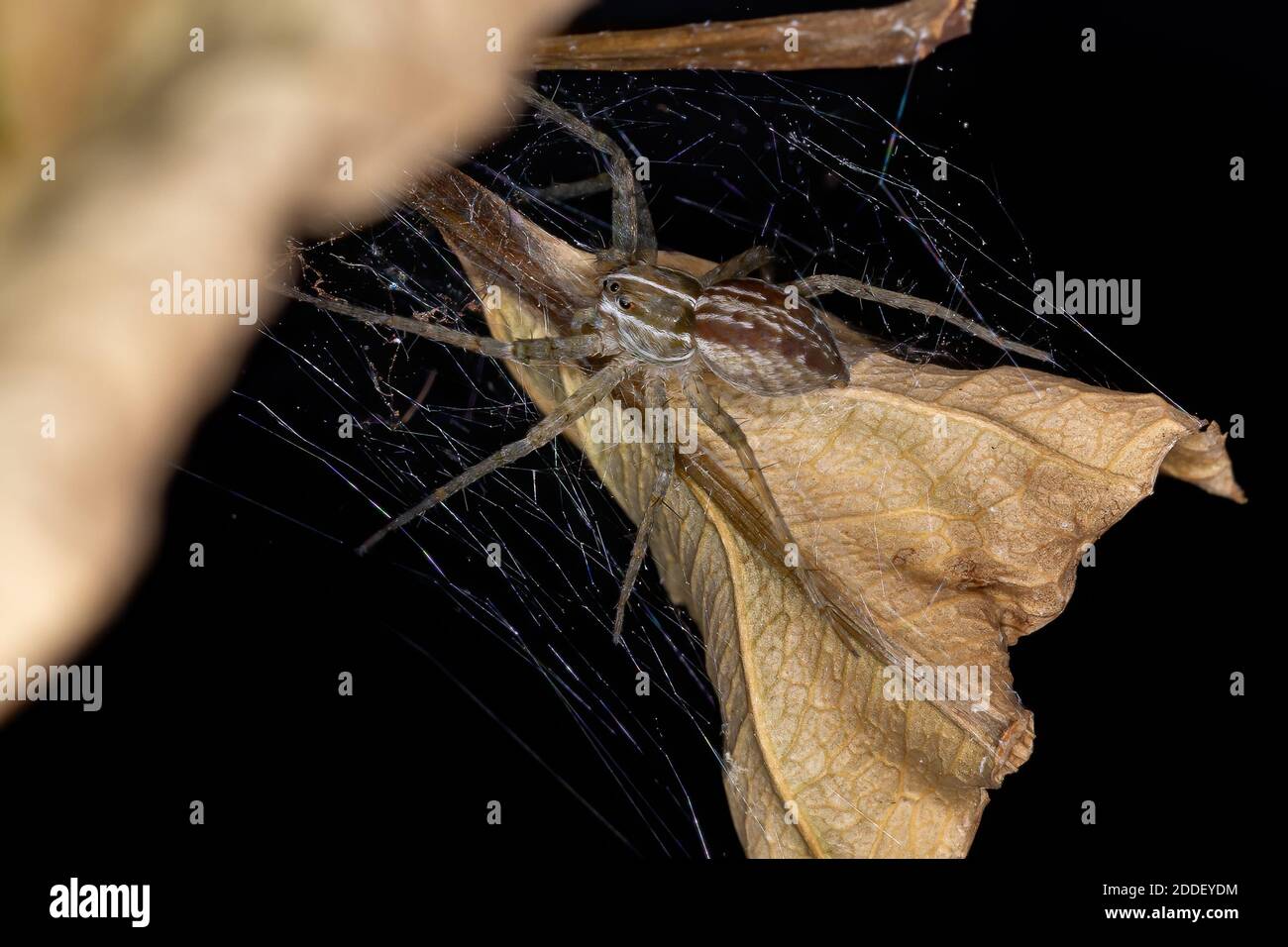 Nursery Web Spider of the Family Pisauridae Stock Photo - Alamy