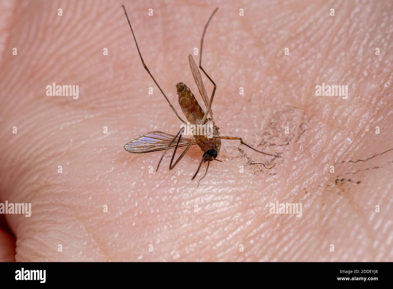Culicine Mosquitoe of the Genus Culex Stock Photo - Alamy