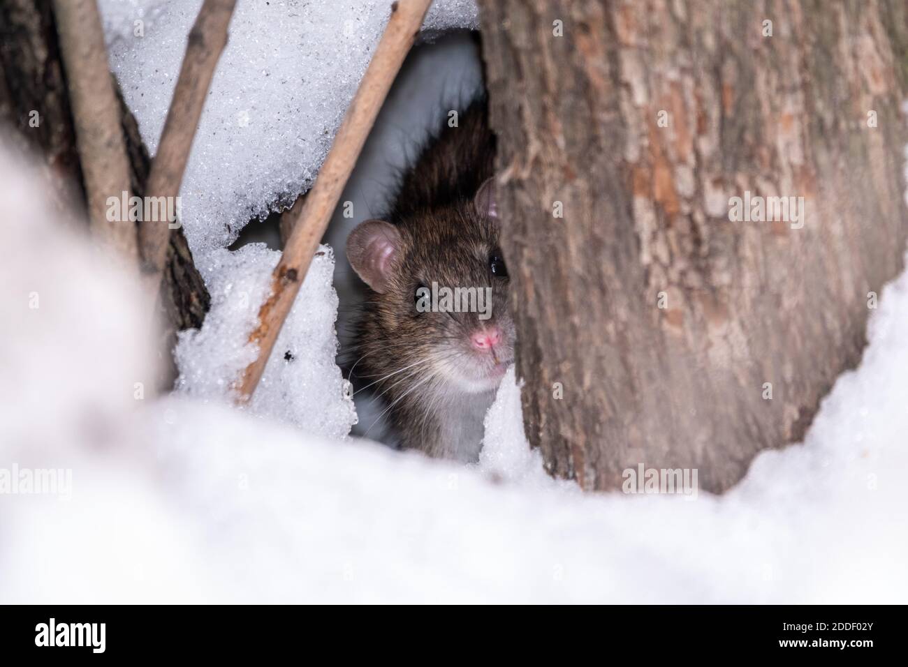 Norwegian Rat High Resolution Stock Photography and Images - Alamy