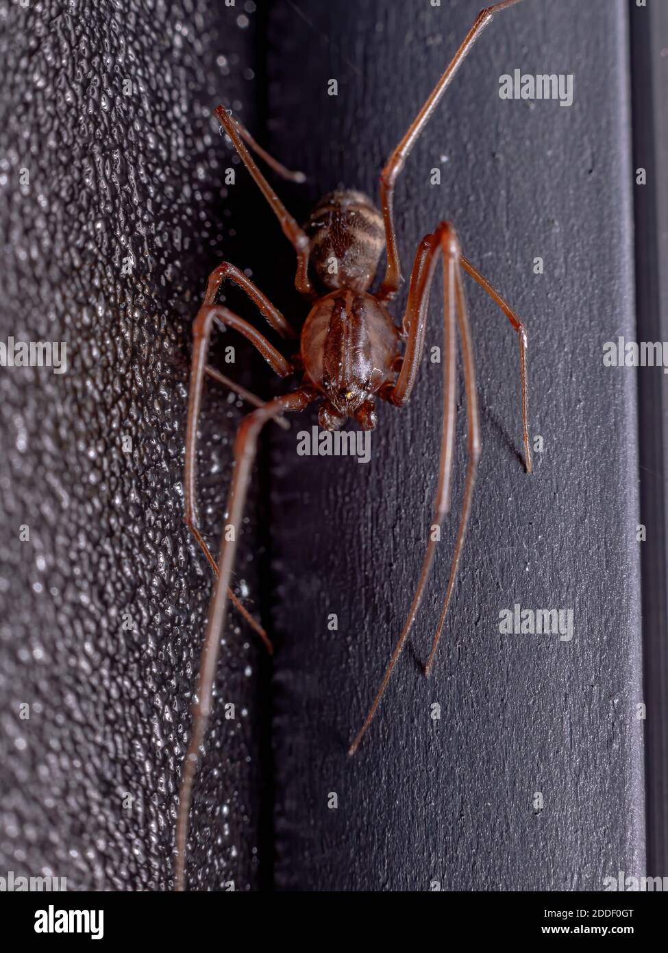 Spitting Spider of the Genus Scytodes Stock Photo - Alamy