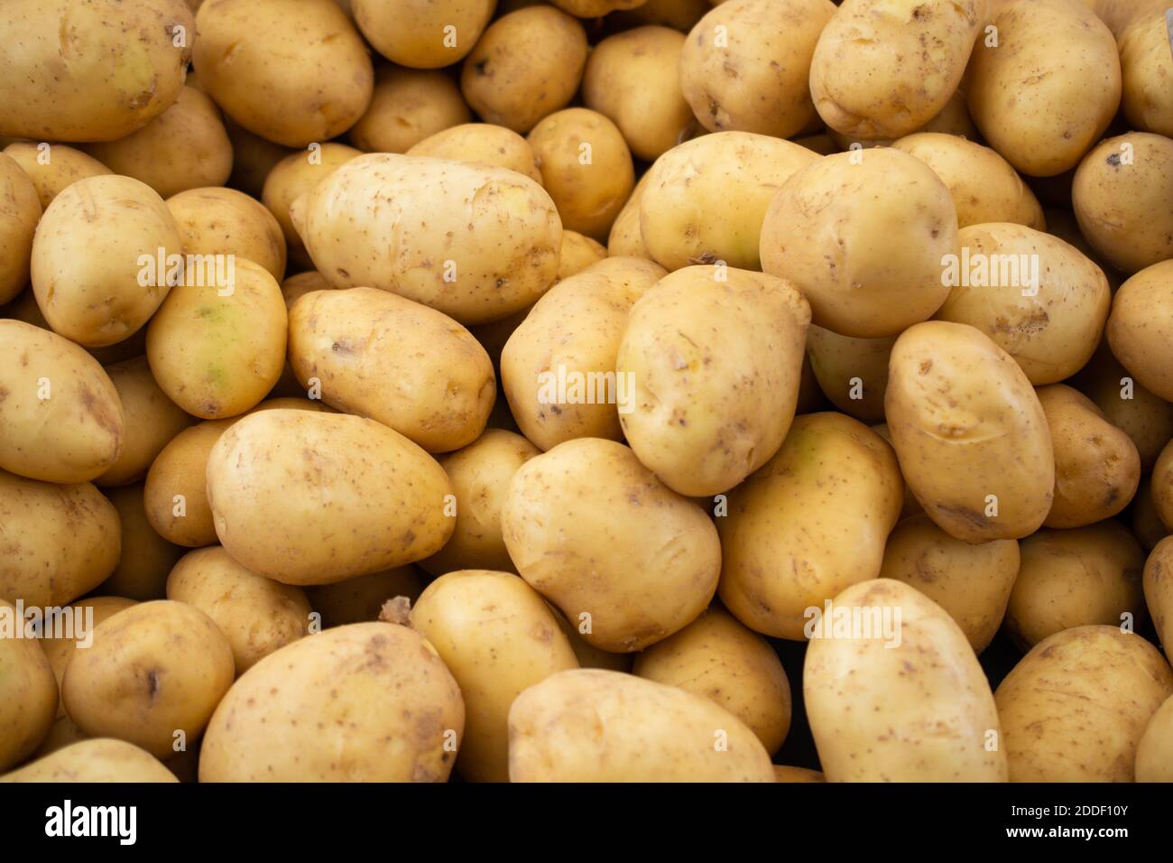 The concept of fresh vegetables, organic natural food, growing potatoes ...