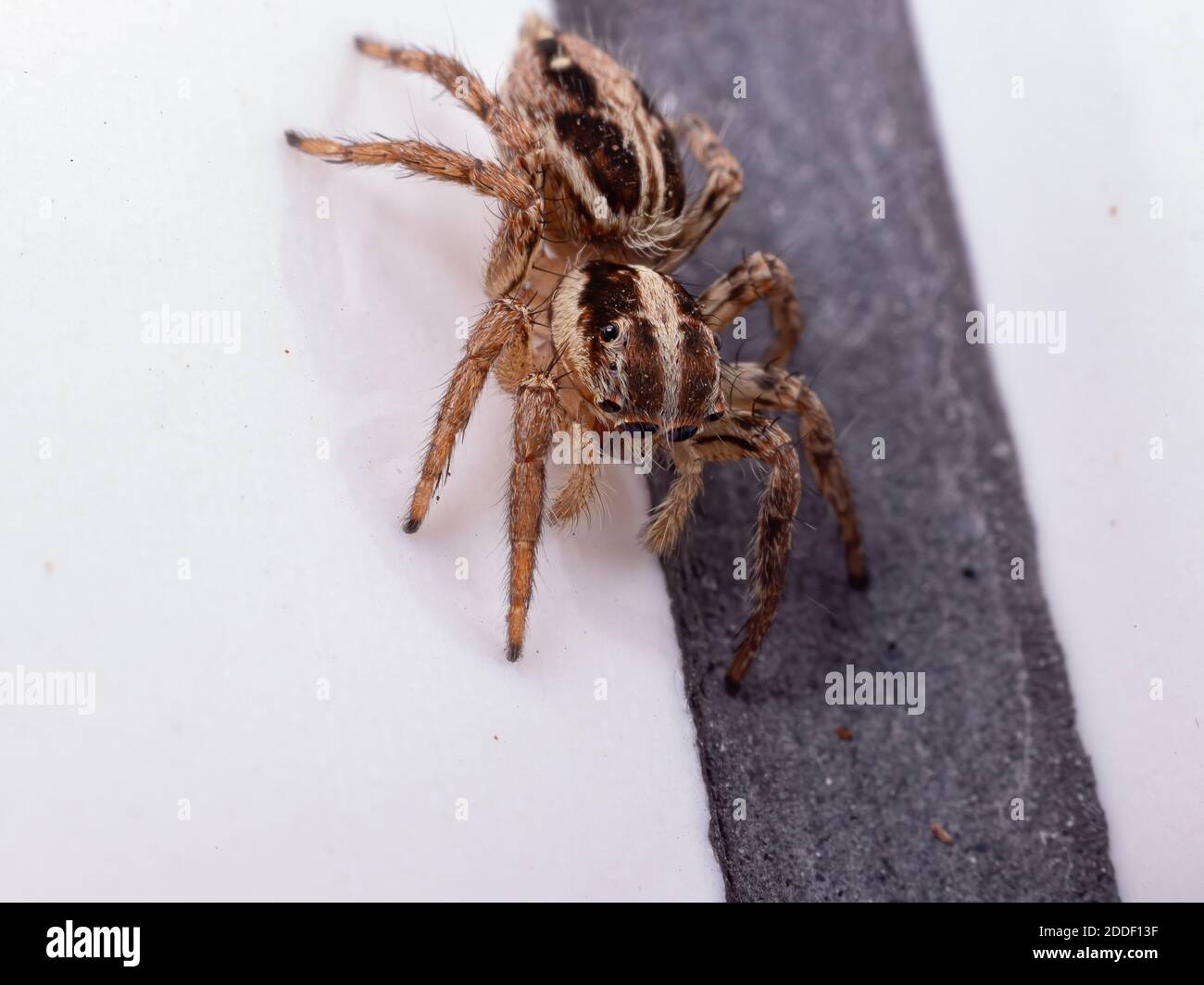 Pantropical Jumping Spider of the species Plexippus paykulli Stock ...