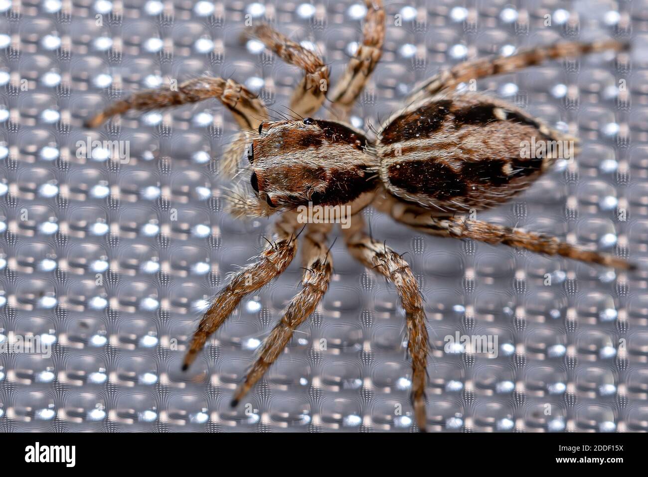 Pantropical Jumping Spider of the species Plexippus paykulli Stock ...