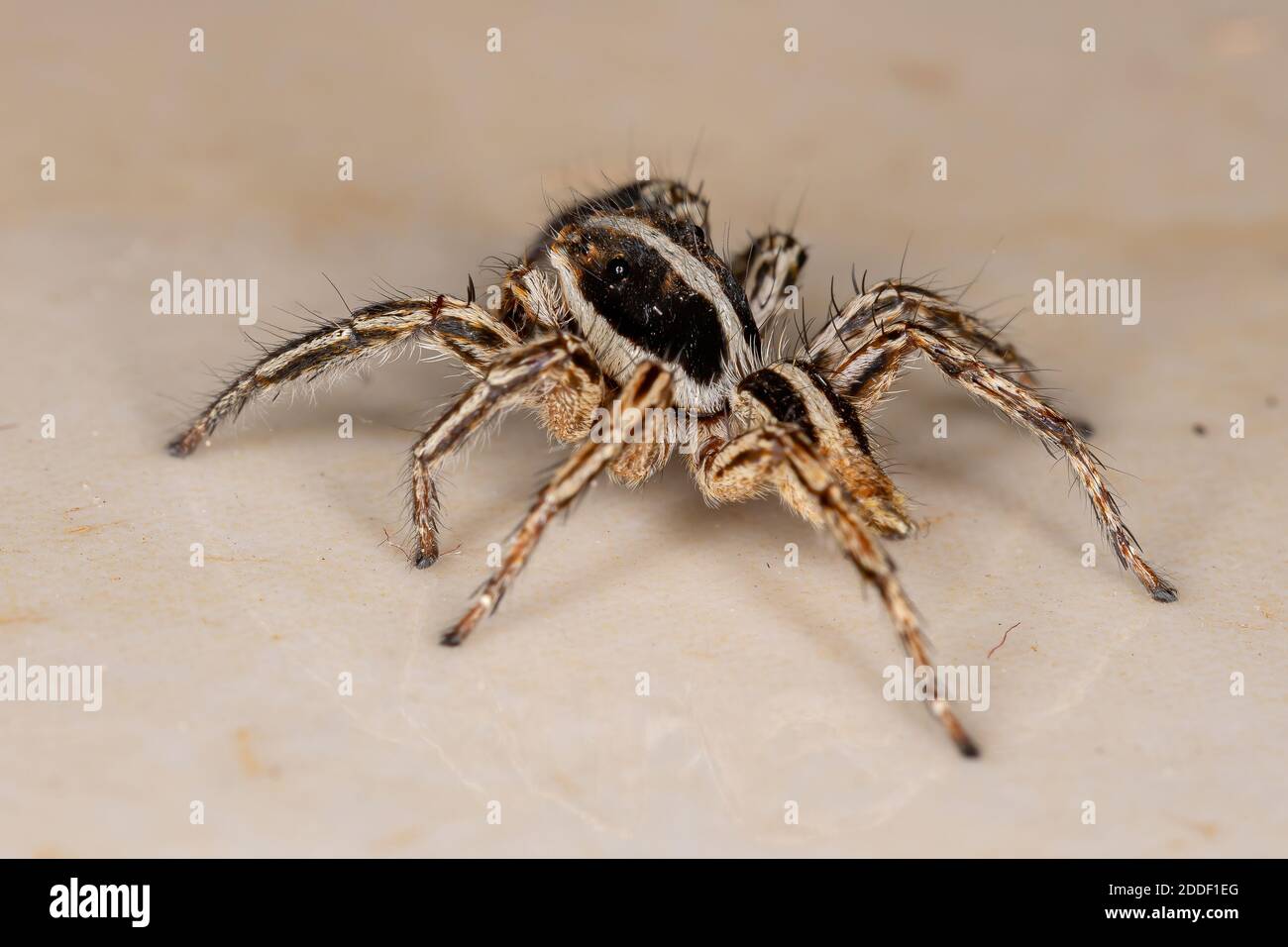 Pantropical Jumping Spider of the species Plexippus paykulli Stock ...