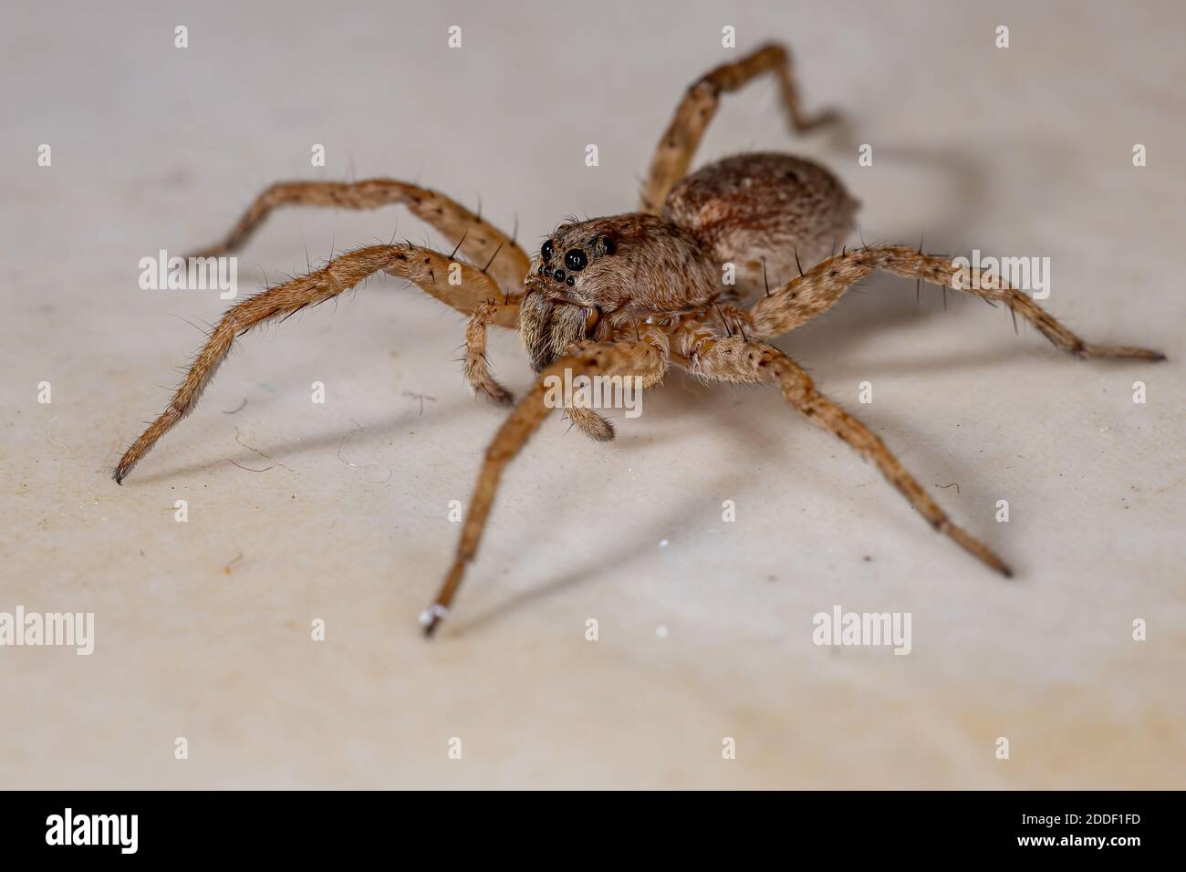 Brazilian Wolf Spider Stock Photo - Alamy
