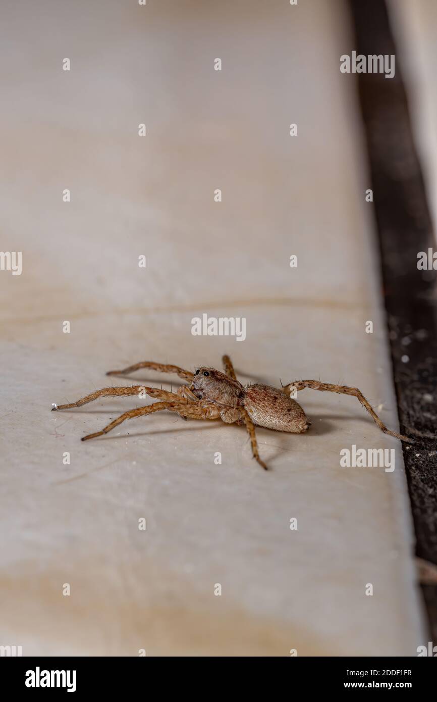 Brazilian Wolf Spider Stock Photo - Alamy