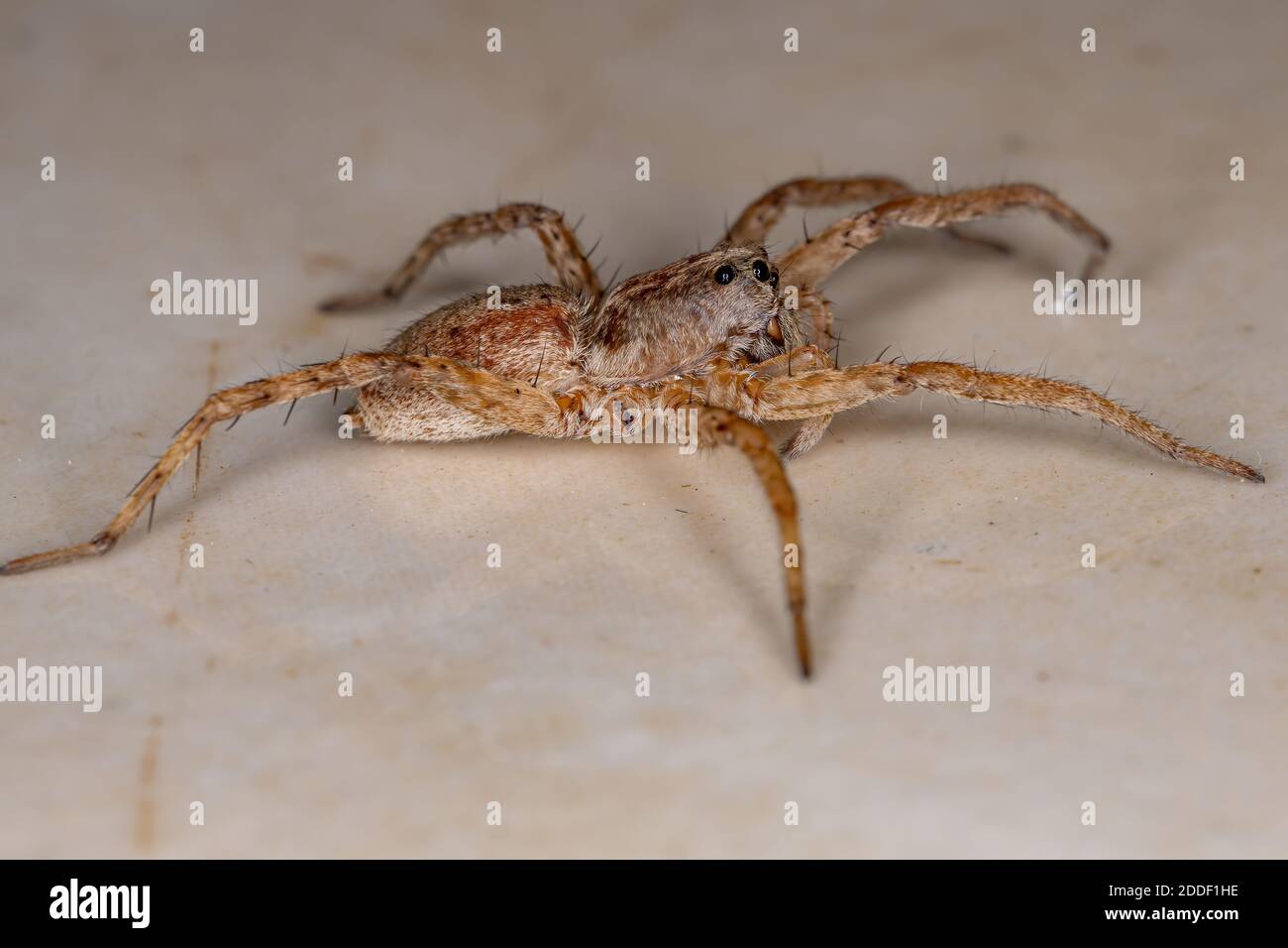 Brazilian Wolf Spider Stock Photo - Alamy