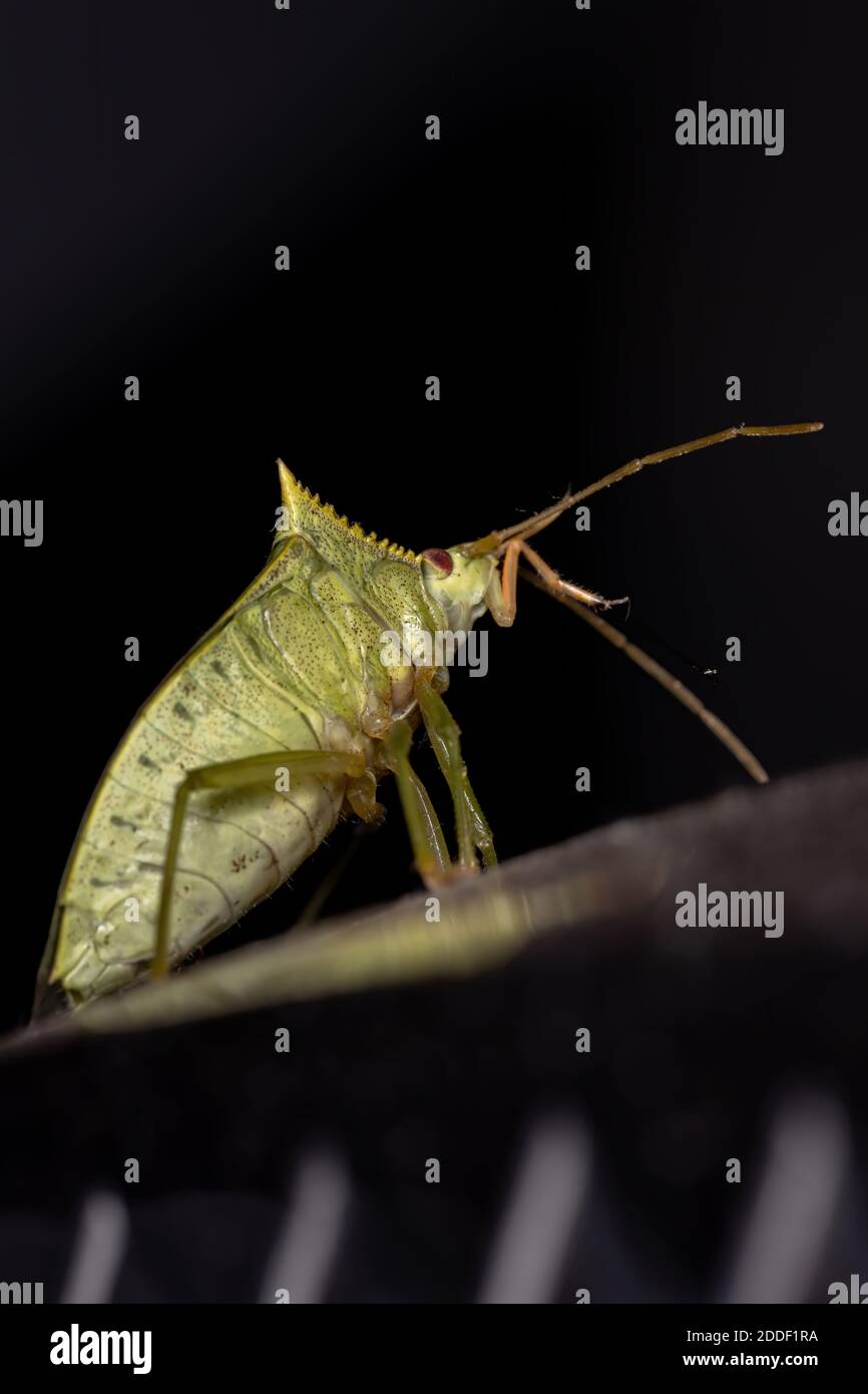 Loxa deducta hi-res stock photography and images - Alamy